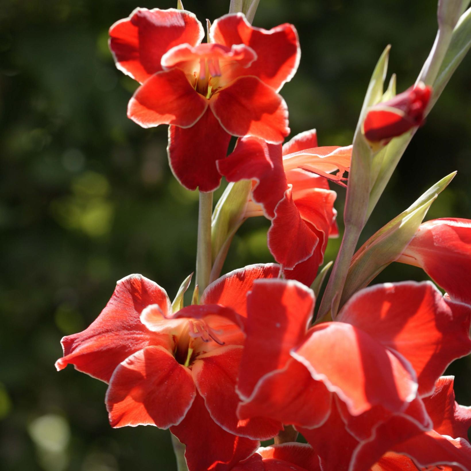 Glaïeul hybride à petites fleurs- Gladiolus Atom - Des hampes garnies ...