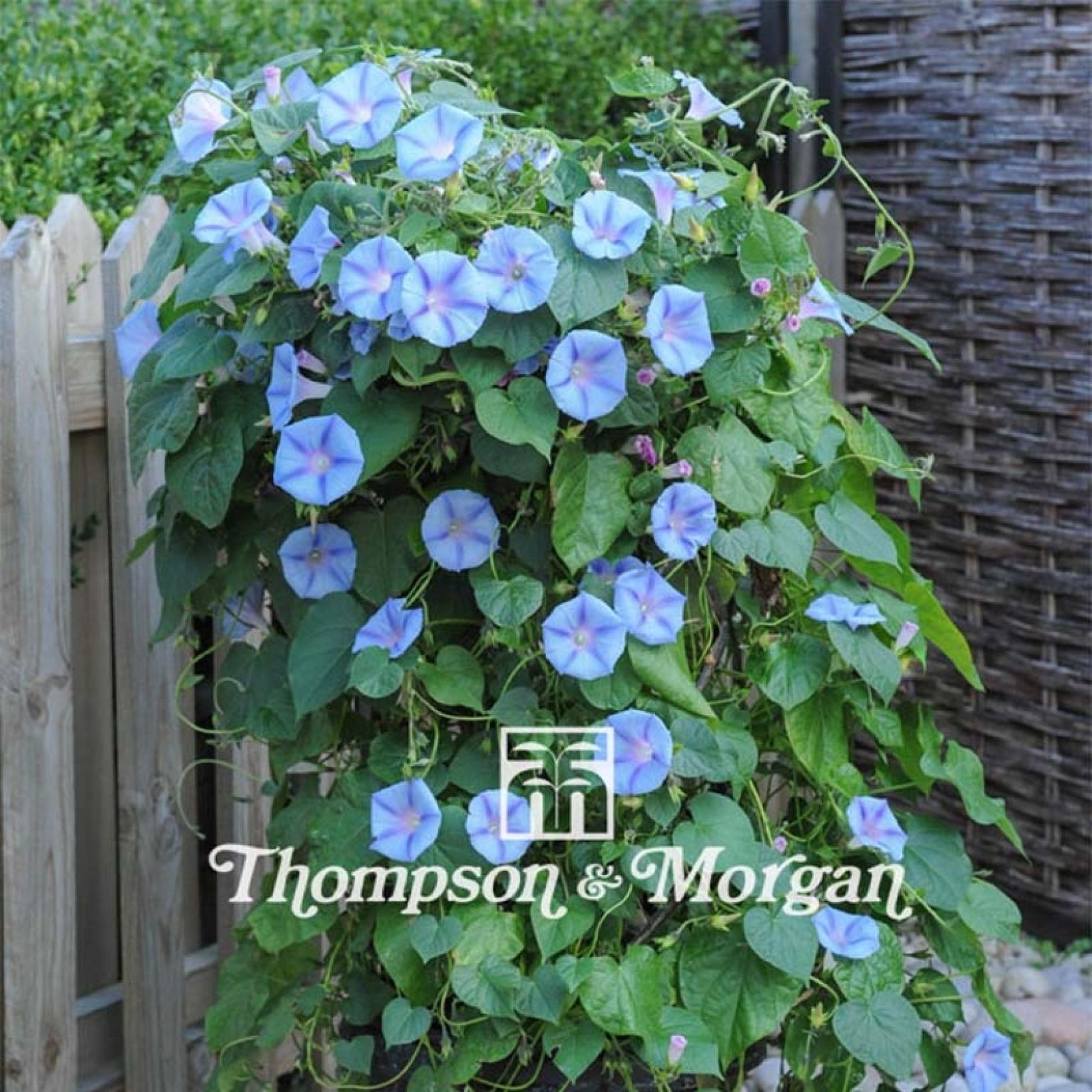 Ipomée Light Blue Star - Ipomoea purpurea - Ipomée volubilis - Ipomée ...