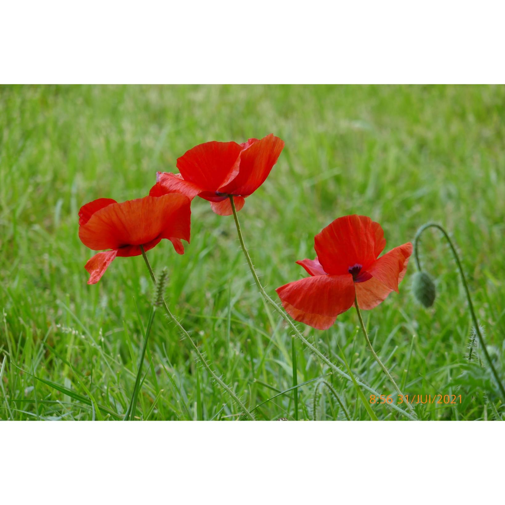 Coquelicot rouge - Pavot des moissons - Papaver rhoeas - Le coquelicot ...