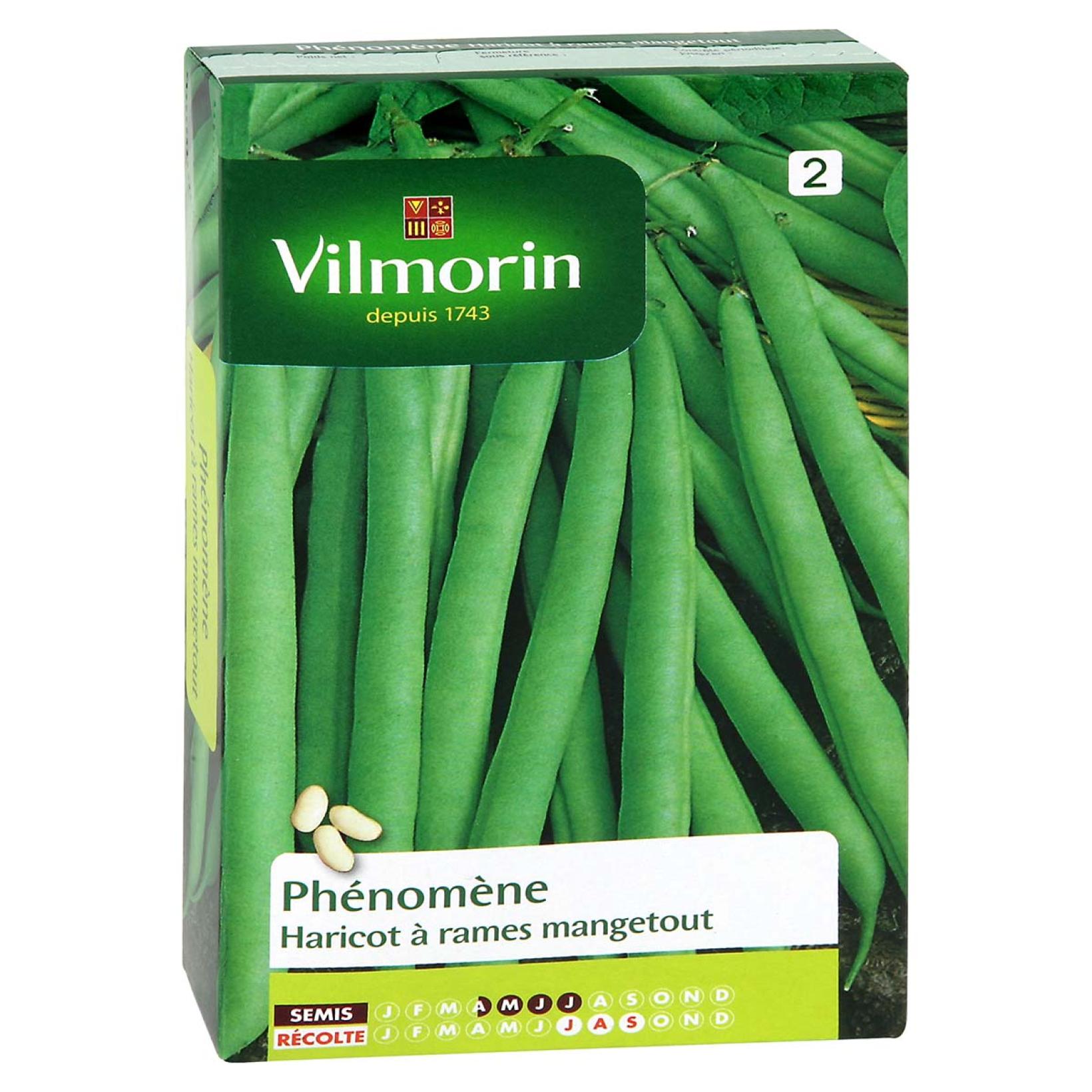 Haricot à rames mangetout Phénomène - Graines Vilmorin
