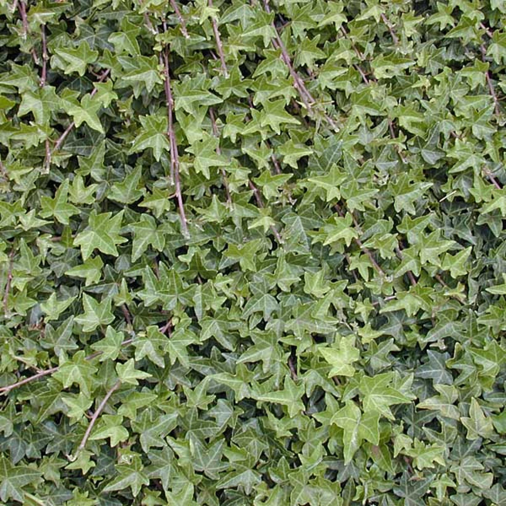 Hedera helix - Lierre commun grimpant à feuillage persistant