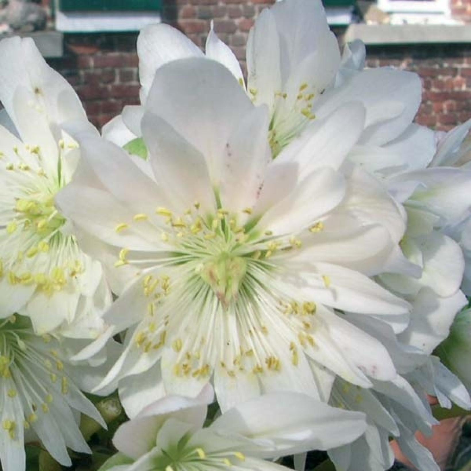 Hellebore niger Double Fashion - Helleborus - Rose de Noël blanche, double