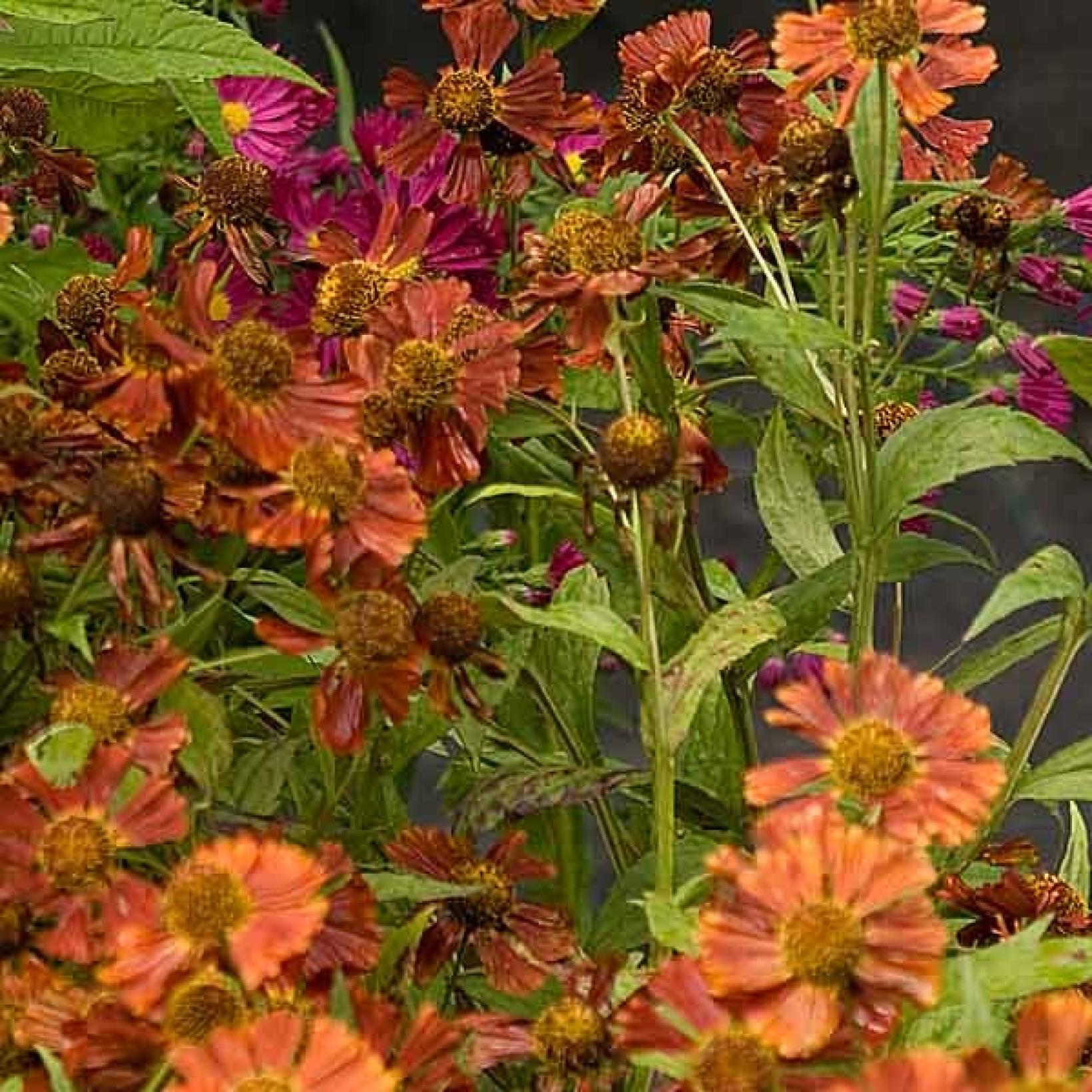 Helenium Moerheim Beauty - Hélénie rouge à orange cuivré