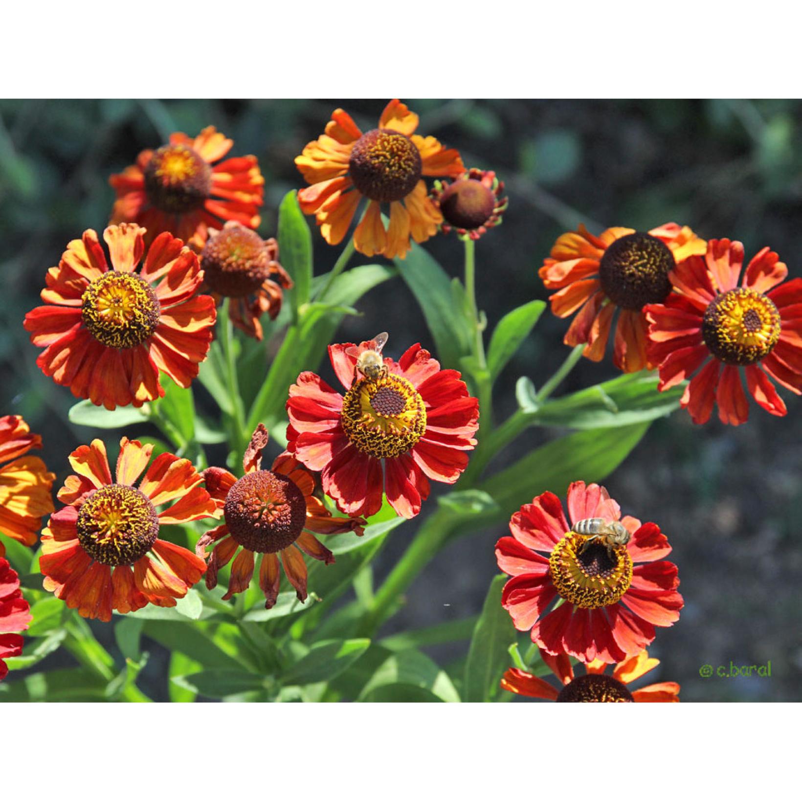 Hélénium Kupferswerg - Hélénie cuivrée - Floraison abondante en forme ...