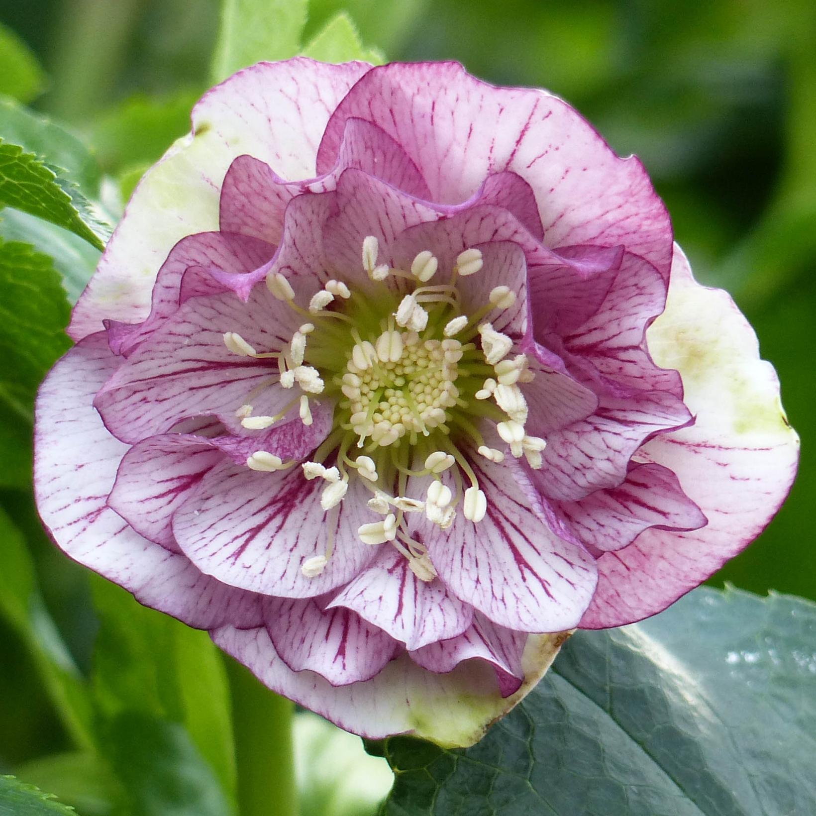 Hellebore Double Picotee - Helleborus orientalis - Rose de Noël