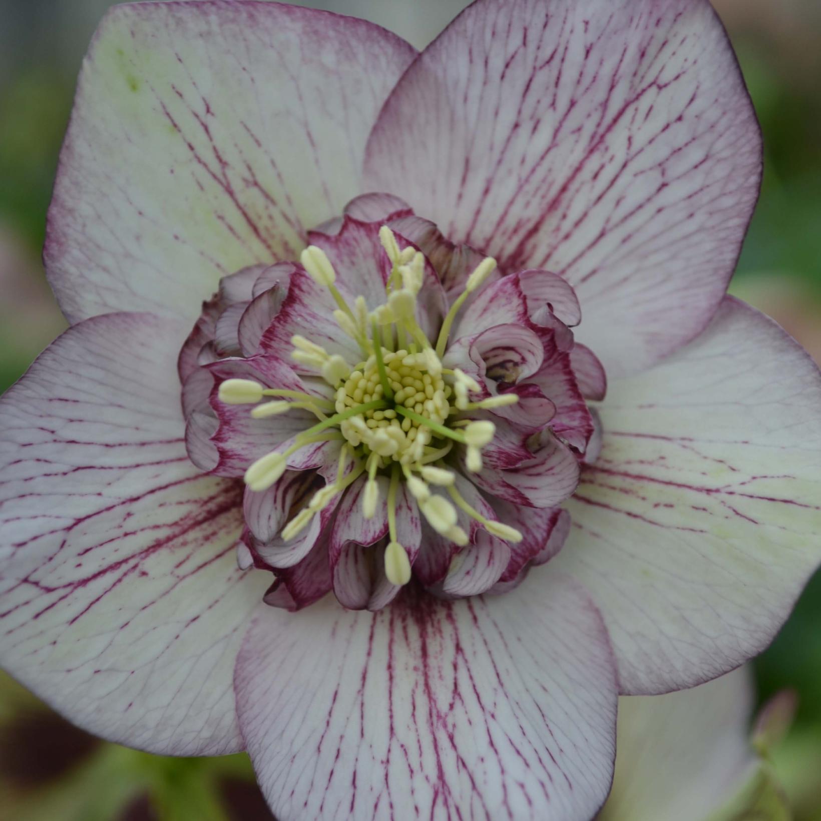 Hellebore Picotee - Holleborus orientalis - Rose de Noël crème veinée ...