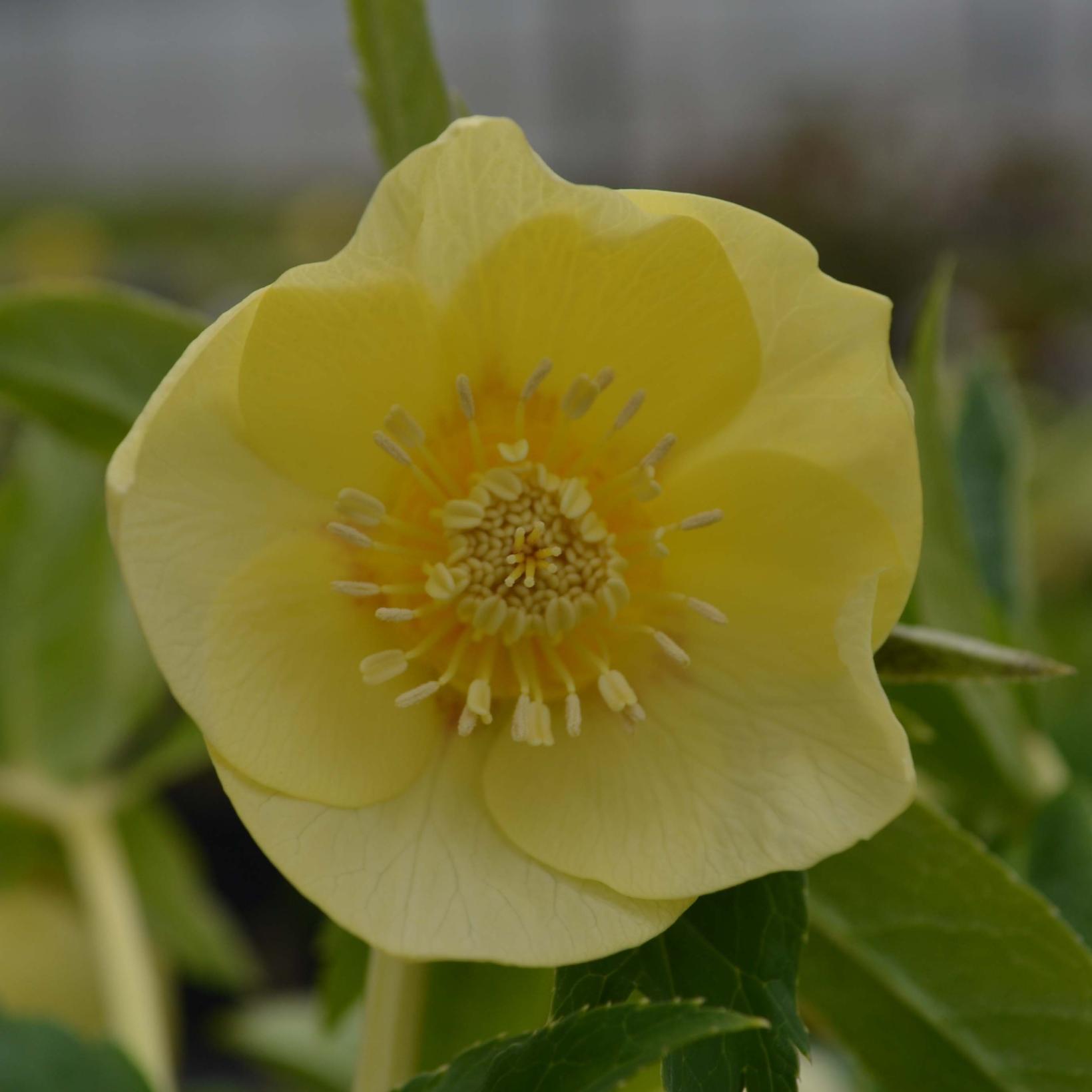 Hellebore Super Yellow - Helleborus orientalis - Rose de Noël jaune