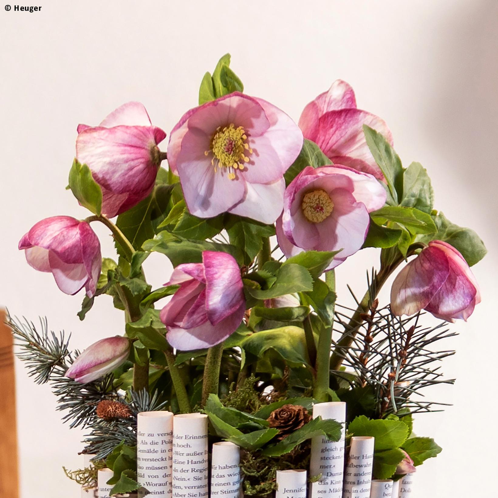 Hellebore (x) lemperii HGC Liara - Hellébore à grandes fleurs blanc rosé