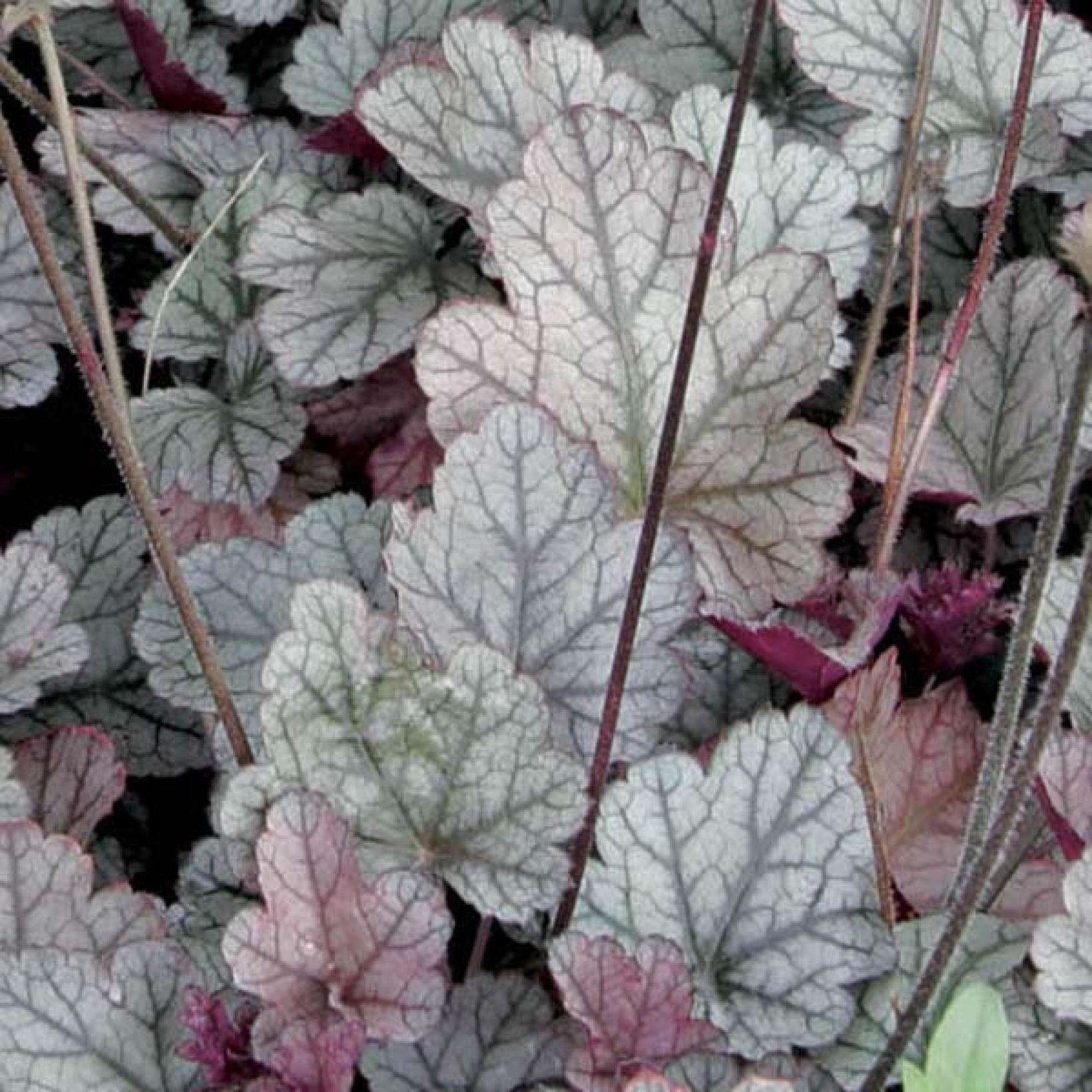 Heuchère Silver Scrolls - Heuchera - Un superbe feuillage rose pourpre ...