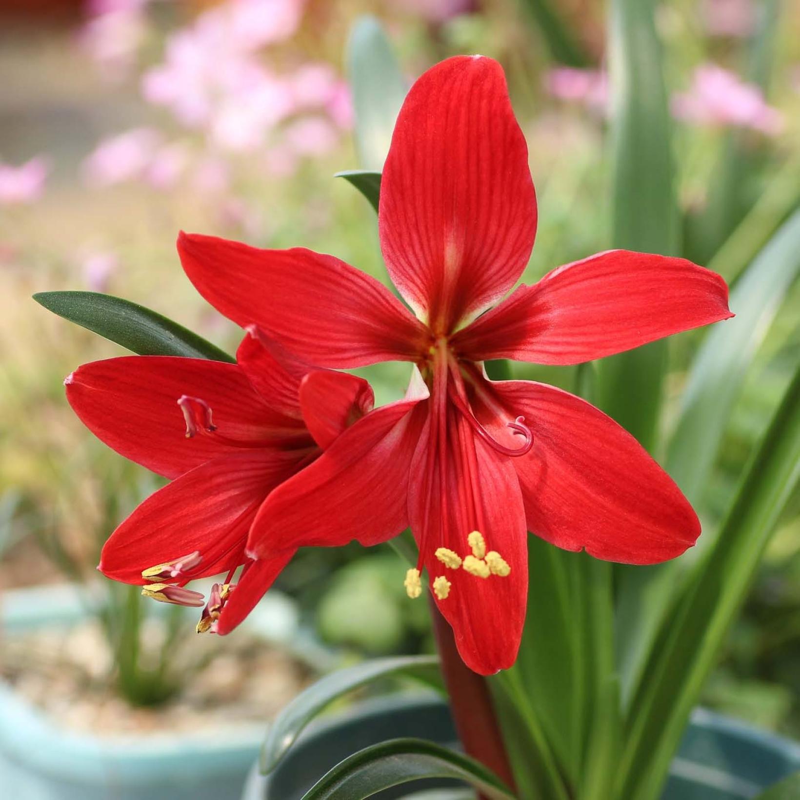 Hippeastrelia Durga Pradhan - Amaryllis orchidée à fleurs rouges - Hybride d'Amaryllis et de ...