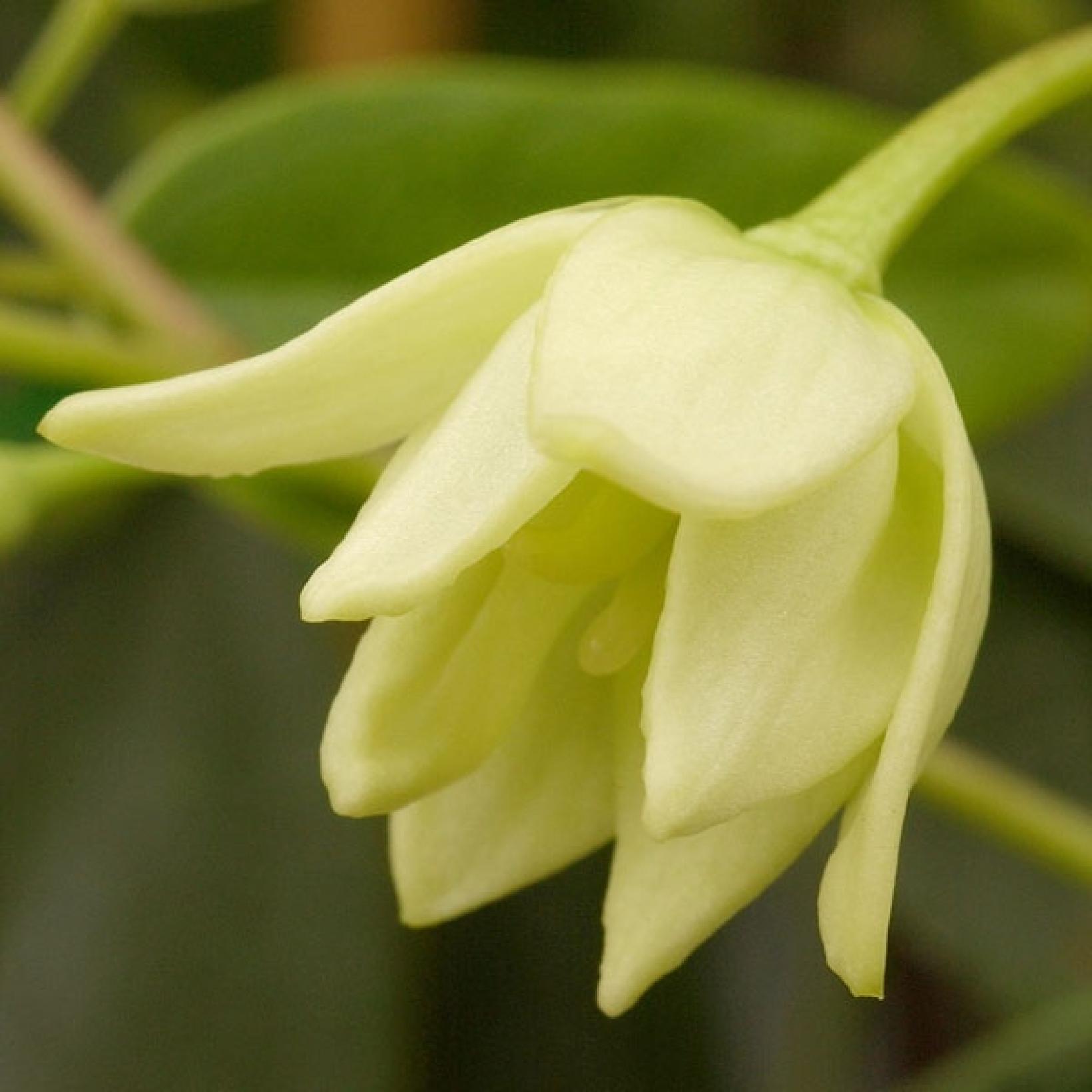 Holboellia latifolia – Goufla, une grimpante monoïque blanche et rose