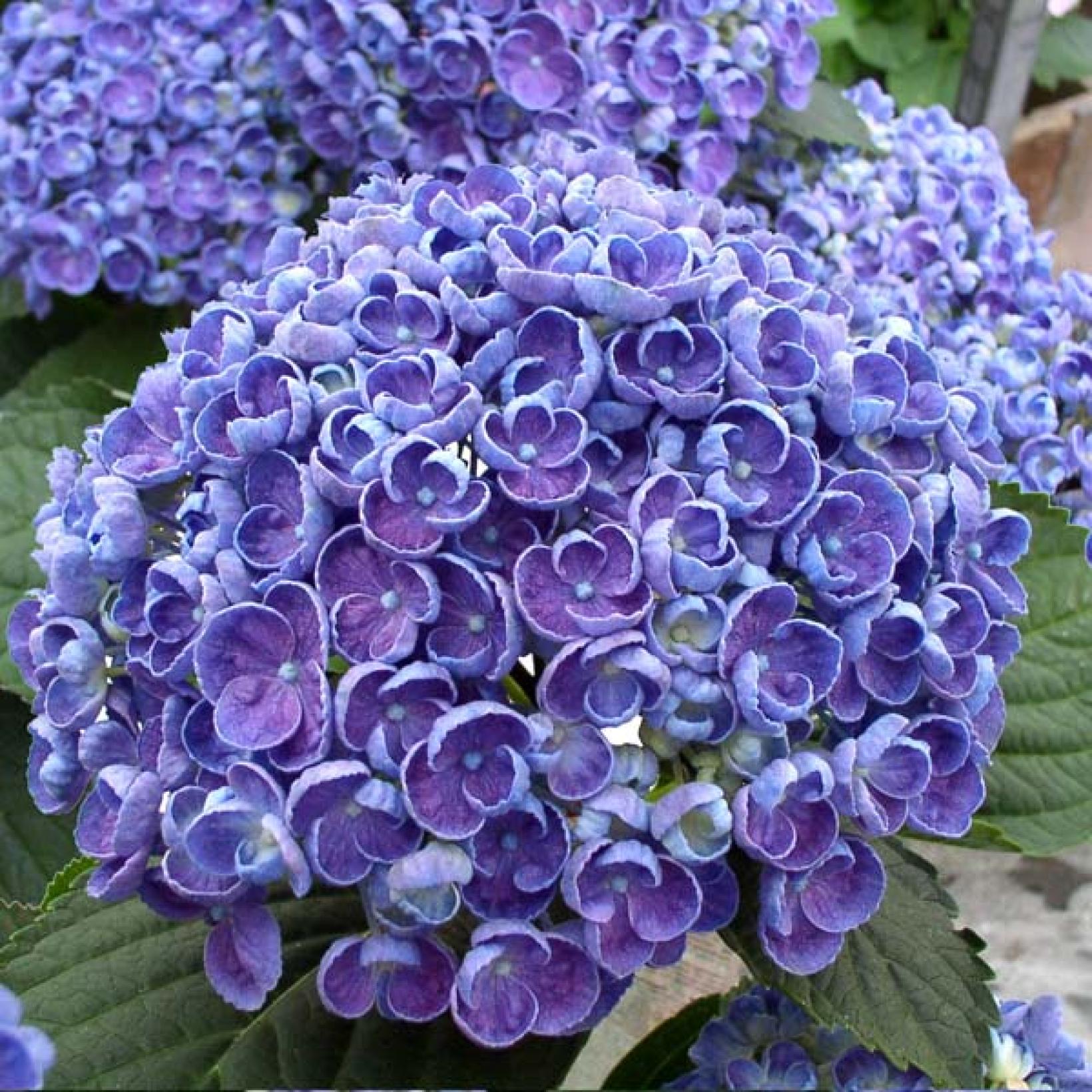 Hydrangea macrophylla Hovaria® Hopcorn - Hortensia à fleurs frisées