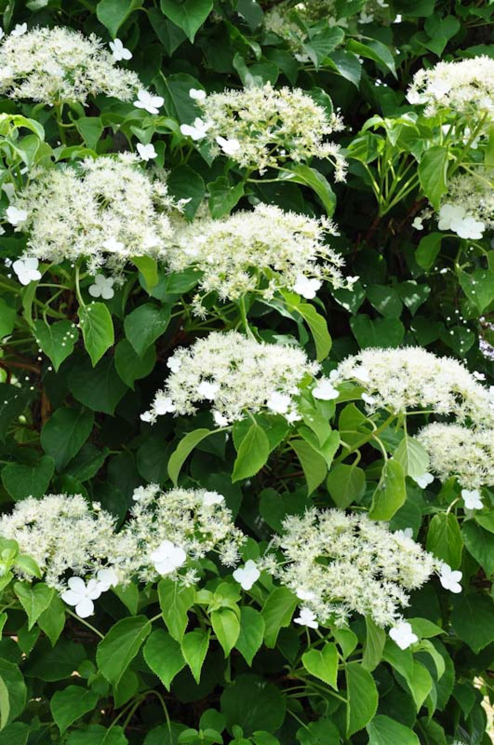 Hortensia grimpant - Hydrangea petiolaris à fleurs blanches puis vertes