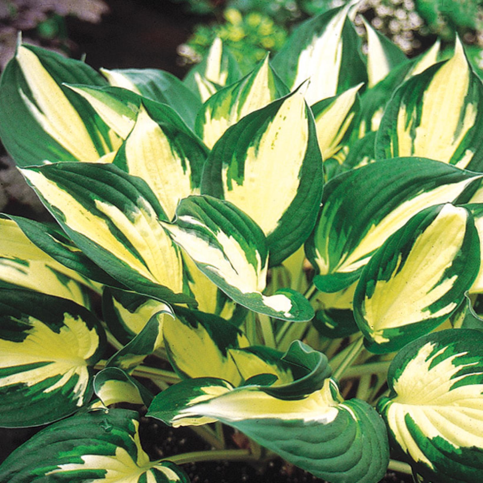 Hosta Fire and Ice - De grandes feuilles à centre blanc marginées de vert