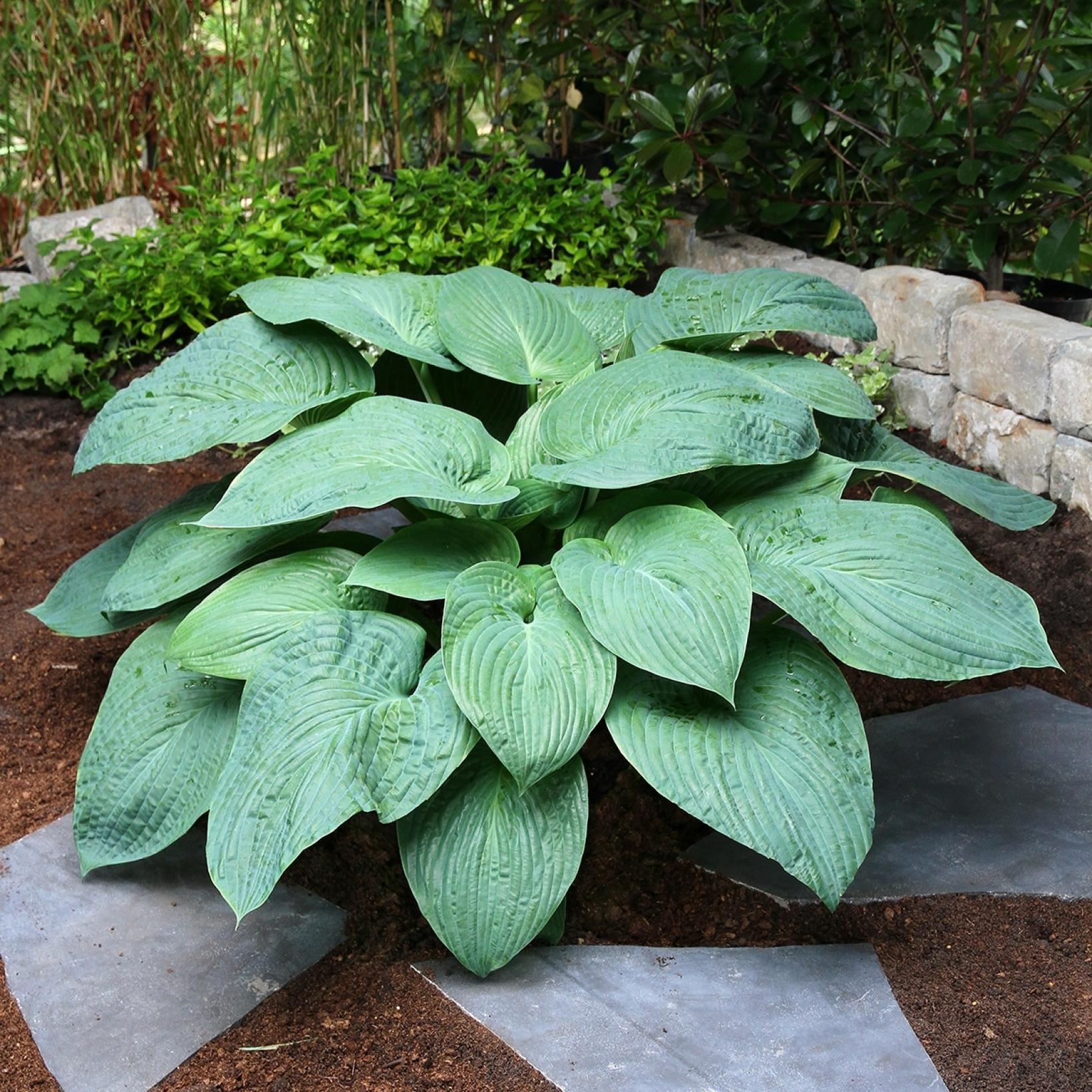 Hosta Jurassic Park - Une variété géante, aux grandes feuilles en forme ...