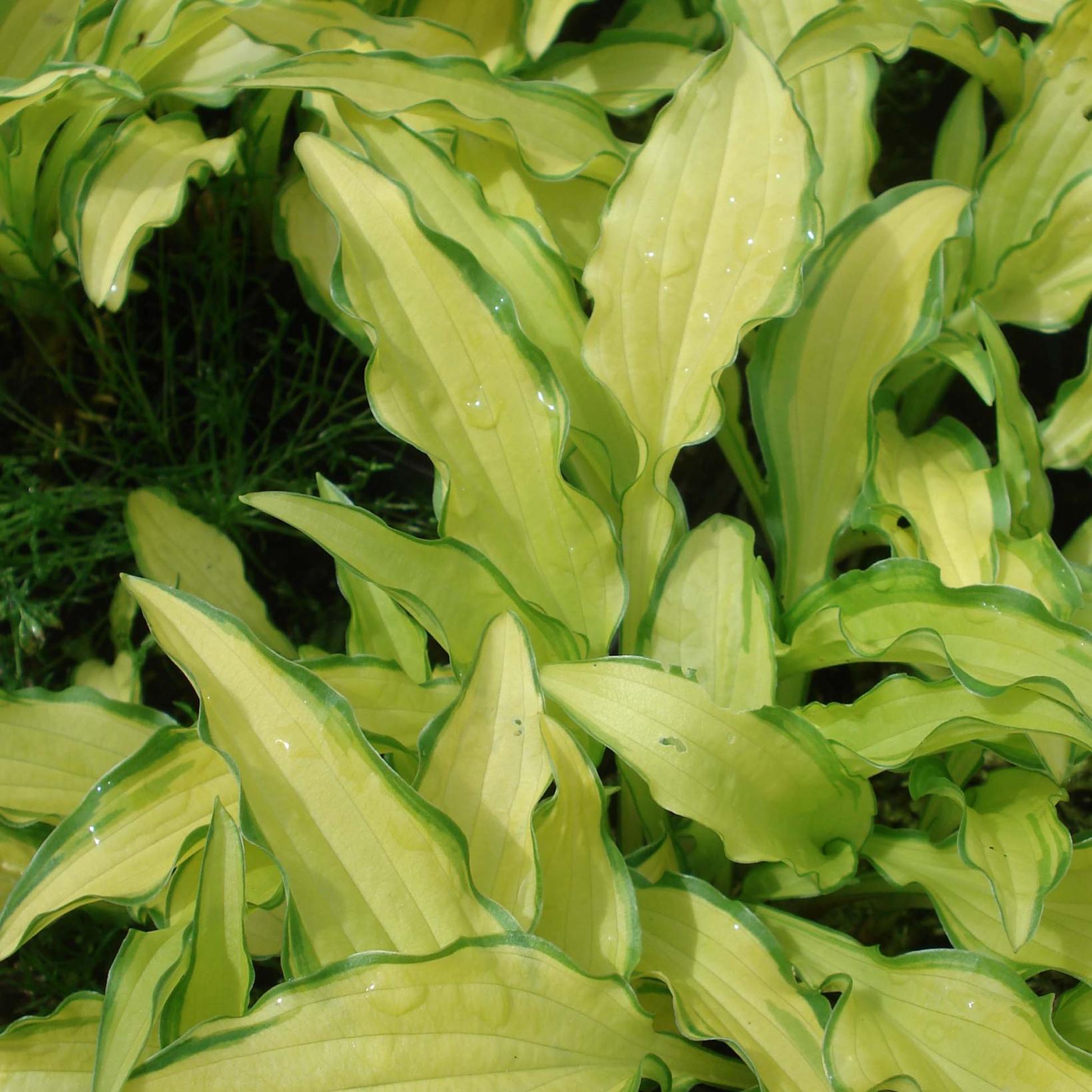 Hosta sieboldii Kabitan - Petite vivace d'ombre à feuillage lancéolé