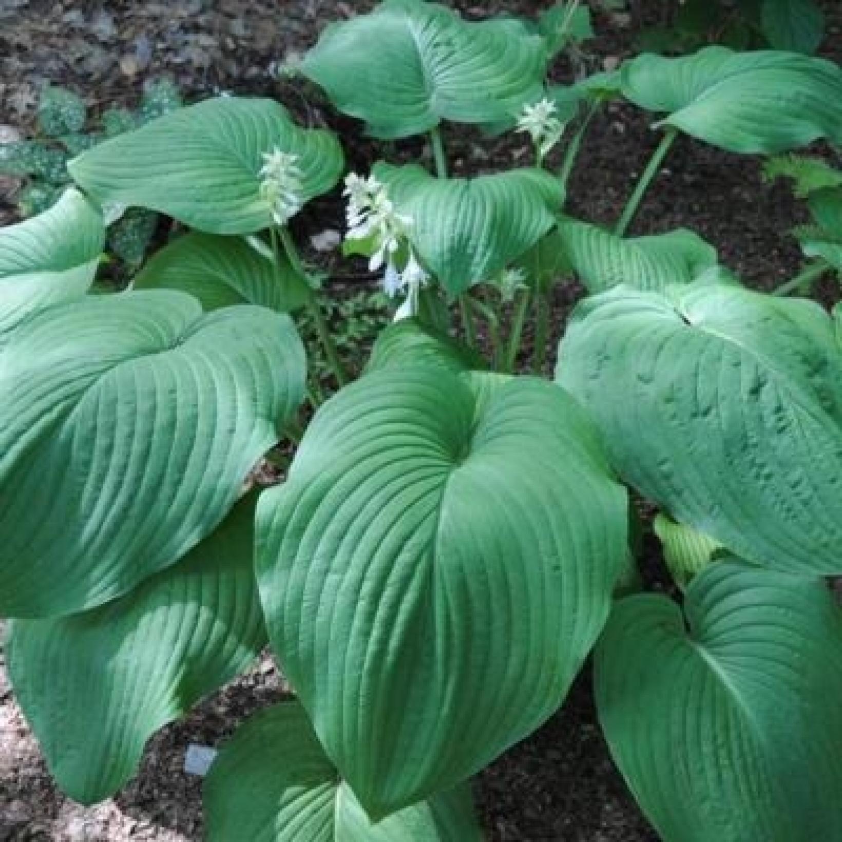 Hosta T Rex - Un géant à feuilles vertes énormes et fleurs blanches