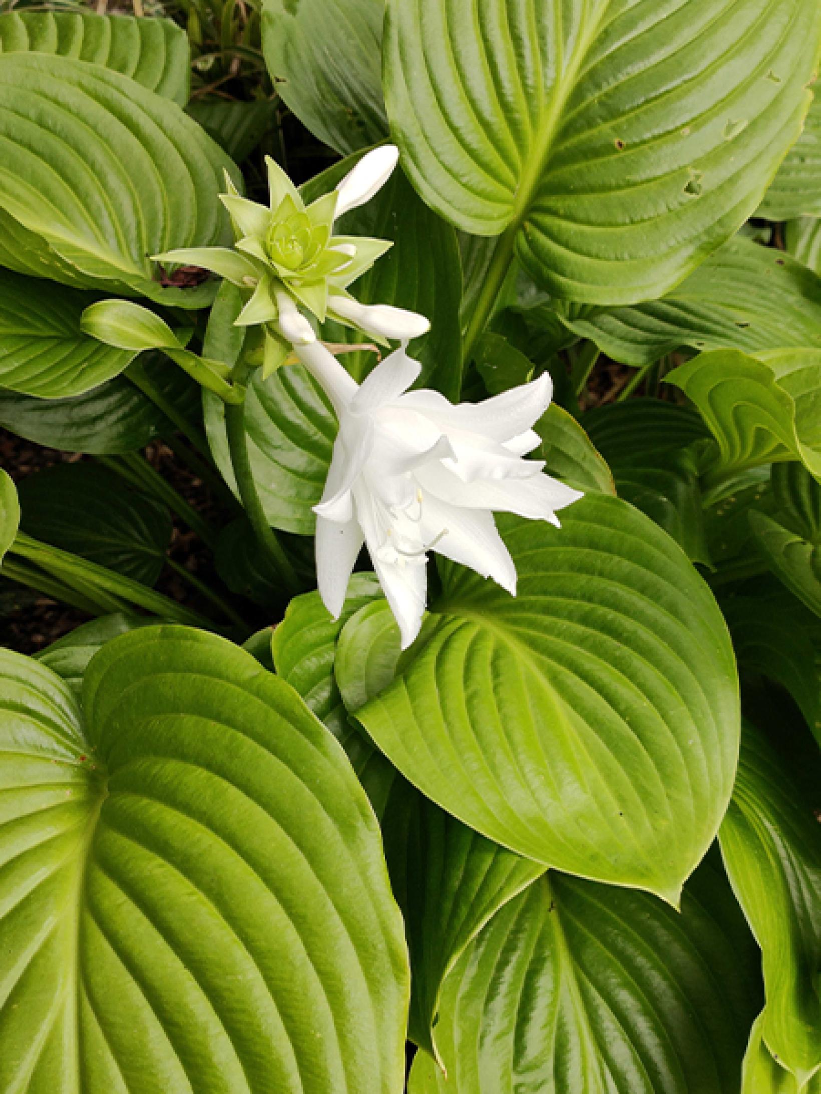 Hosta plantaginea Venus - Variété à fleurs doubles très parfumées
