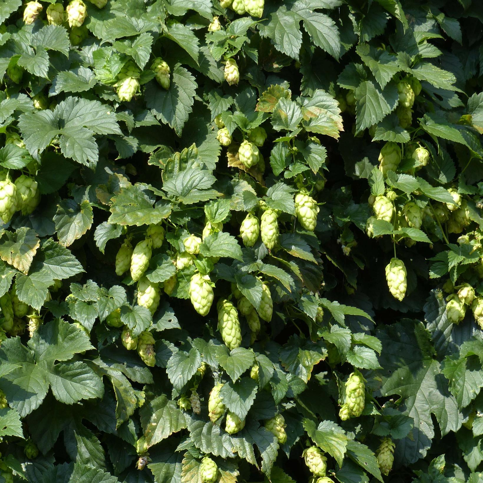 Houblon - Humulus lupulus - Plante grimpante vigoureuse