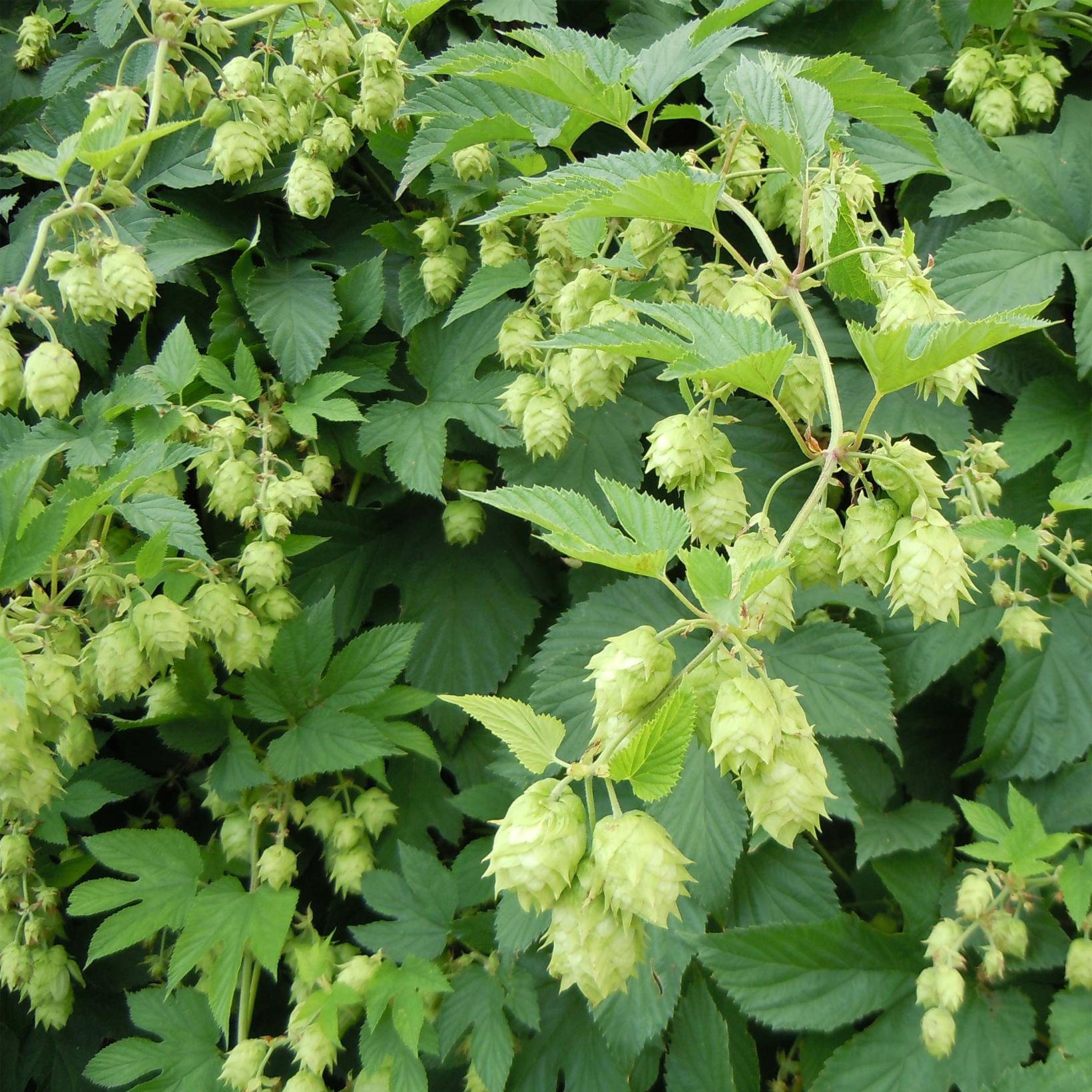 Houblon - Humulus lupulus - Plante grimpante vigoureuse