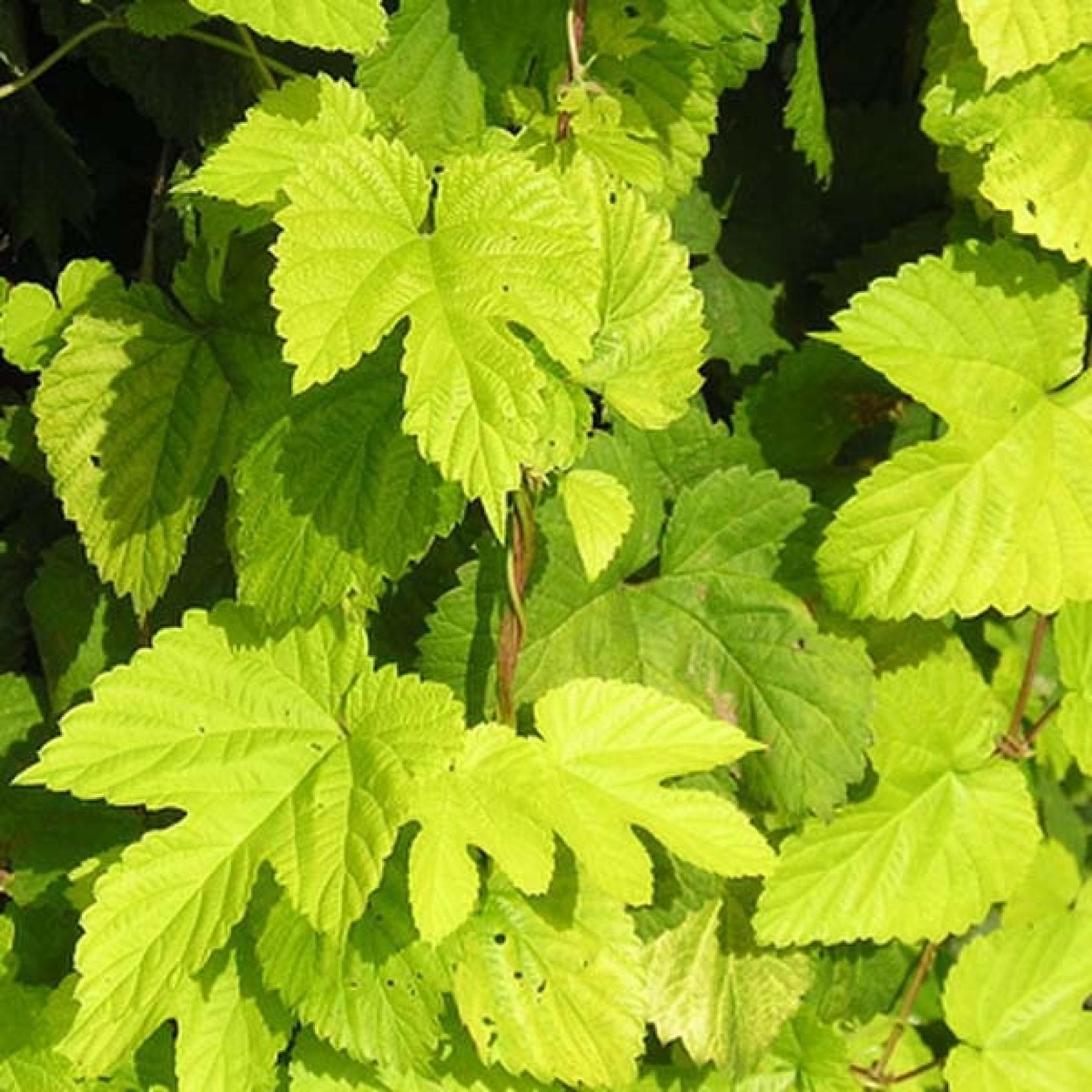 Houblon doré - Humulus lupulus Aureus - Une grimpante très décorative