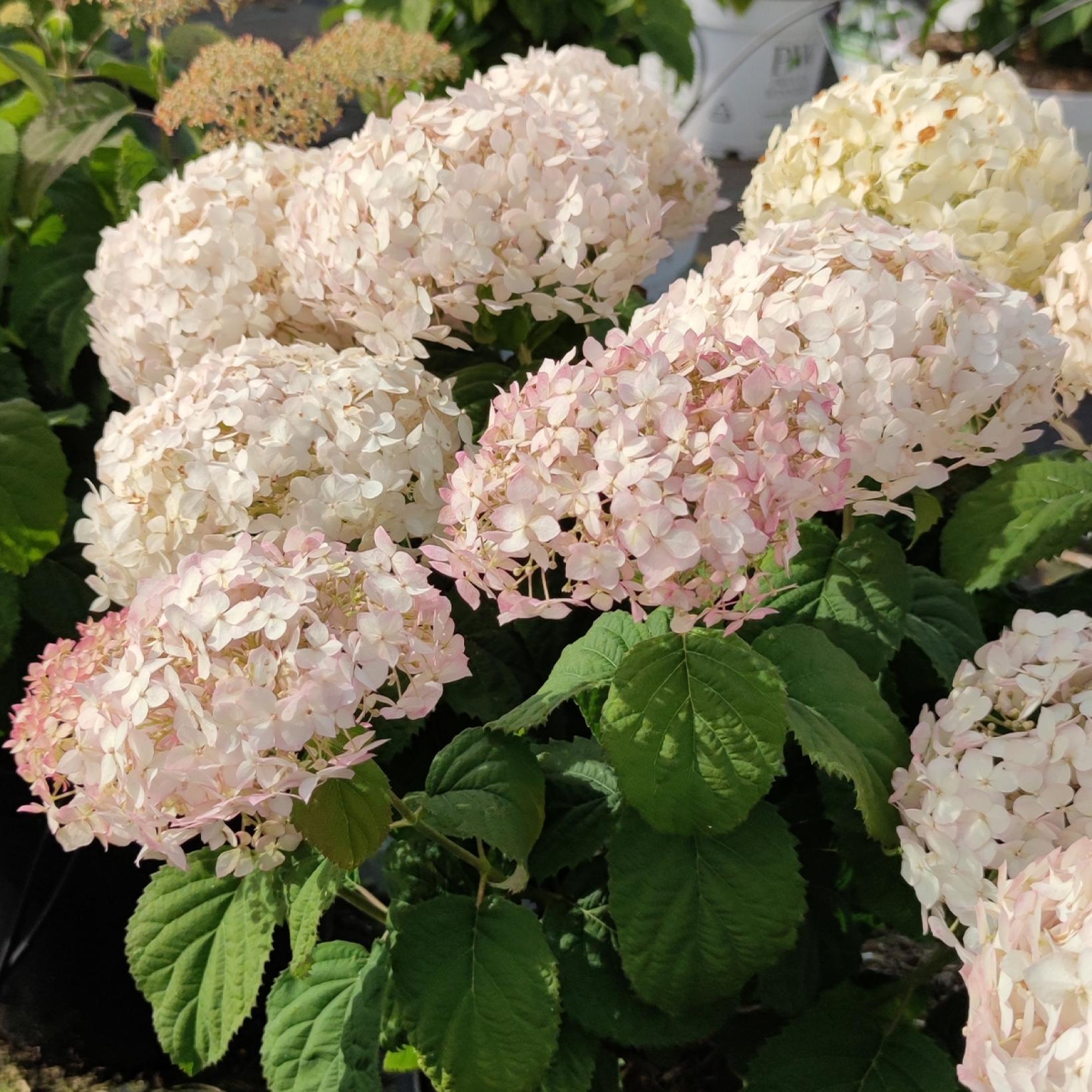 Hortensia arborescens BellaRagazza Blanchetta - Hydrangea nain de type ...