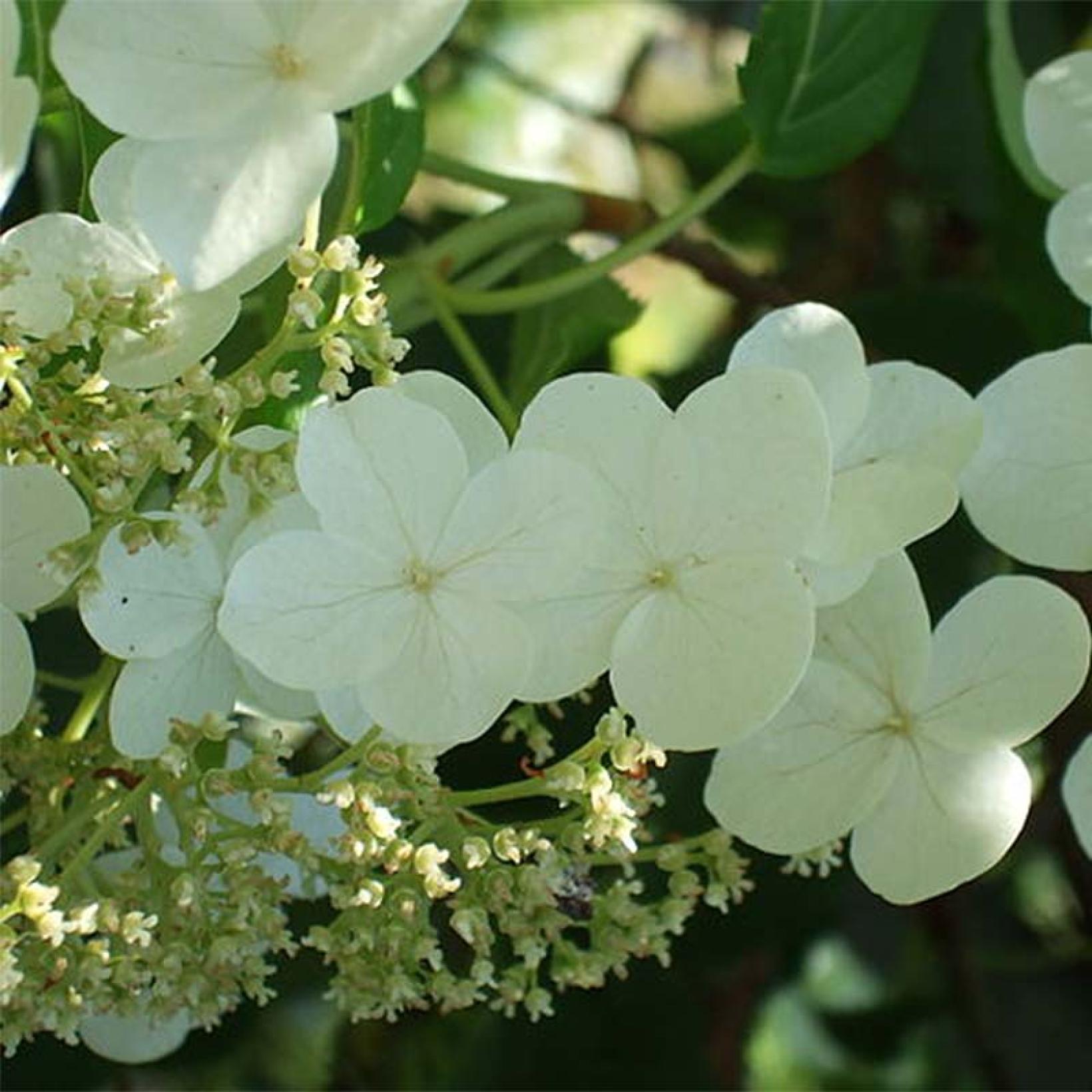 Hortensia grimpant - Hydrangea petiolaris à fleurs blanches puis vertes