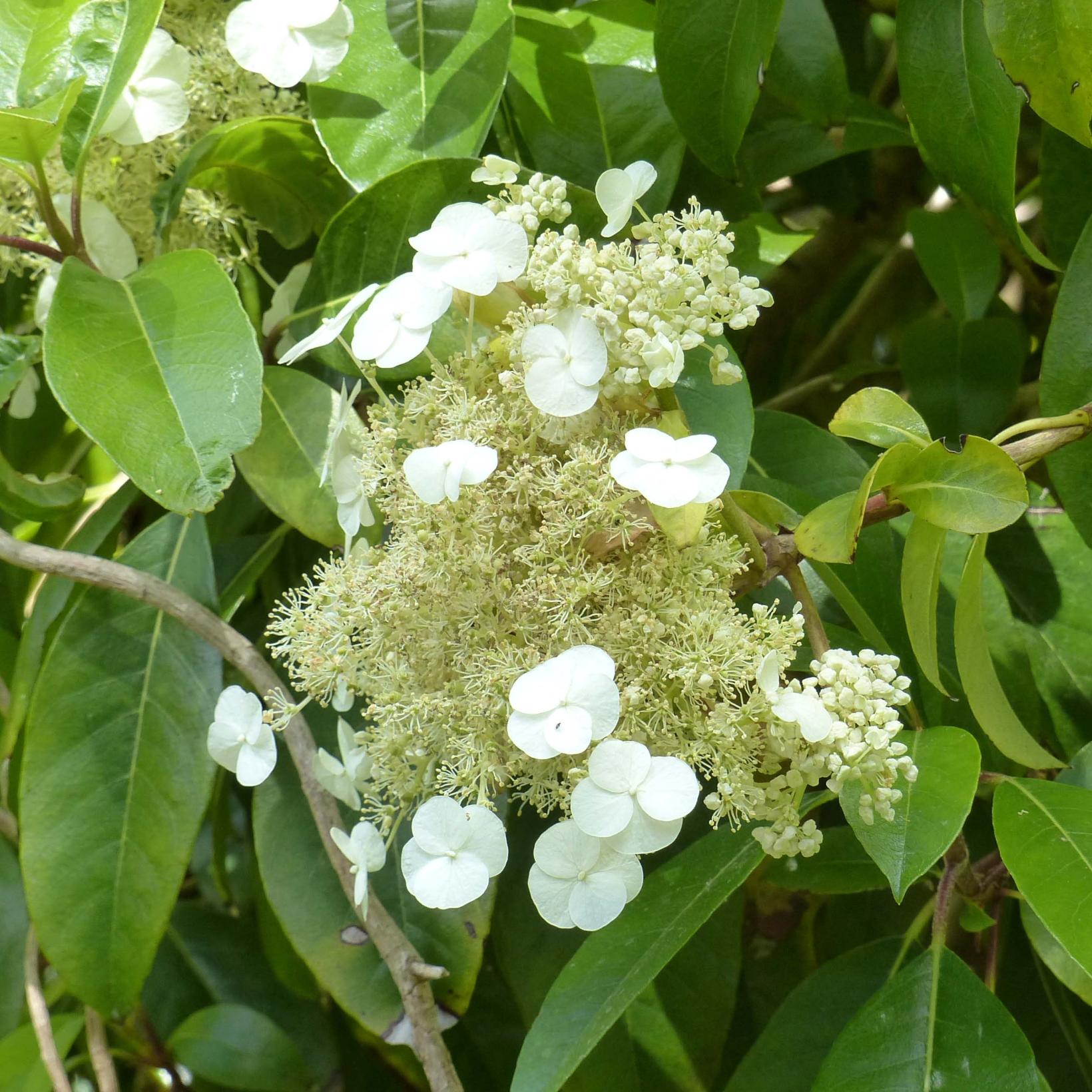 Hortensia grimpant - Hydrangea seemanii, persistant adapté à l’ombre