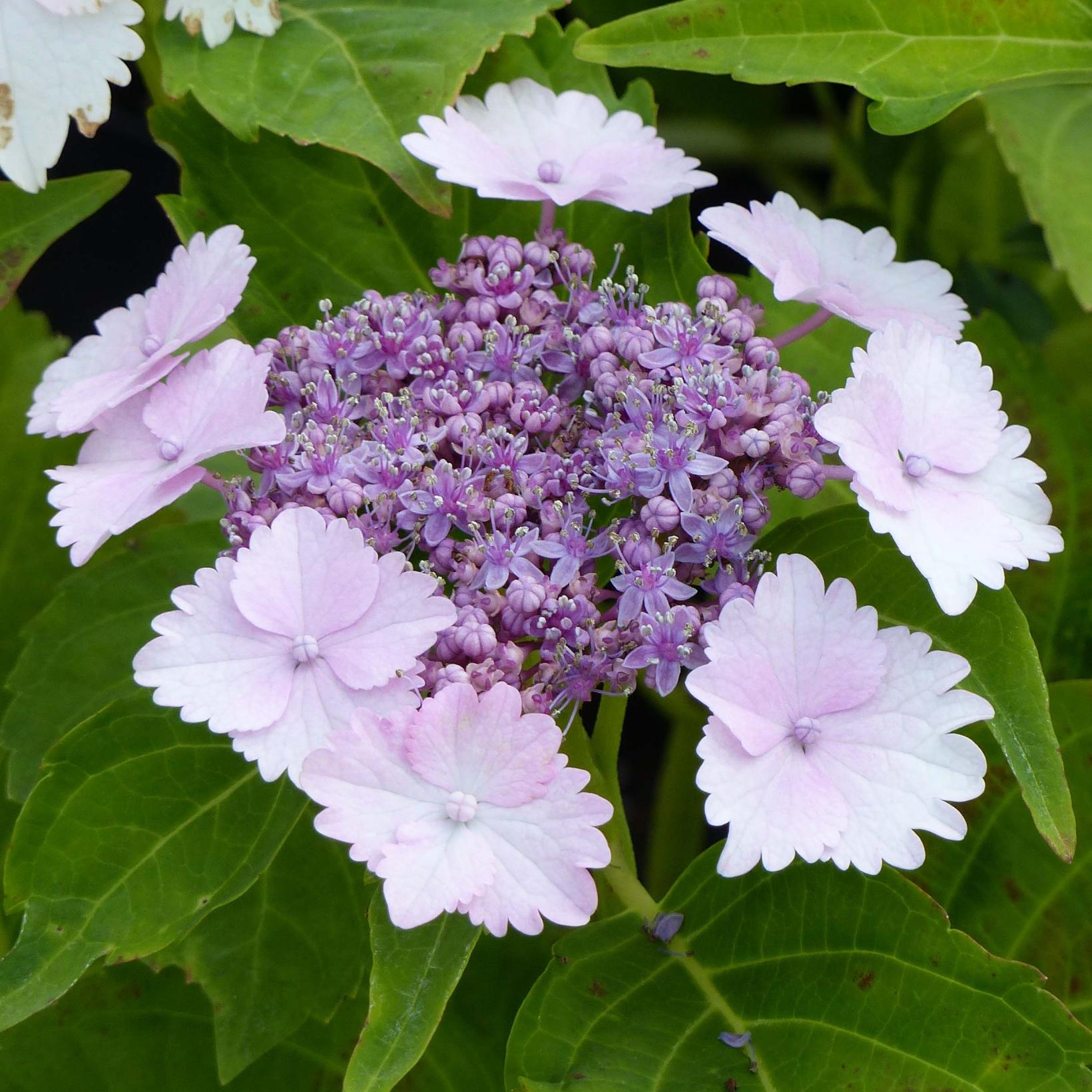 Hydrangea macrophylla Koria - Hortensia aux pétales blanc pur dentelés ...