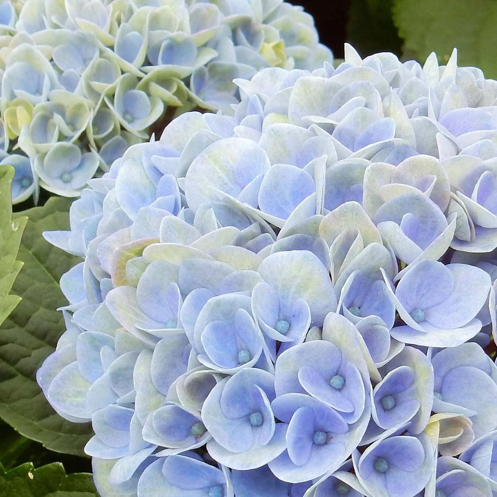 Hydrangea macrophylla Magical Revolution Bleu - Fleurs bleues changeantes