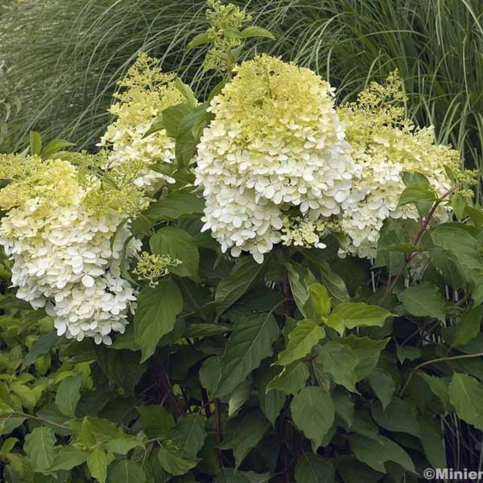 Hydrangea paniculata Phantom - Hortensia aux fleurs blanches géantes