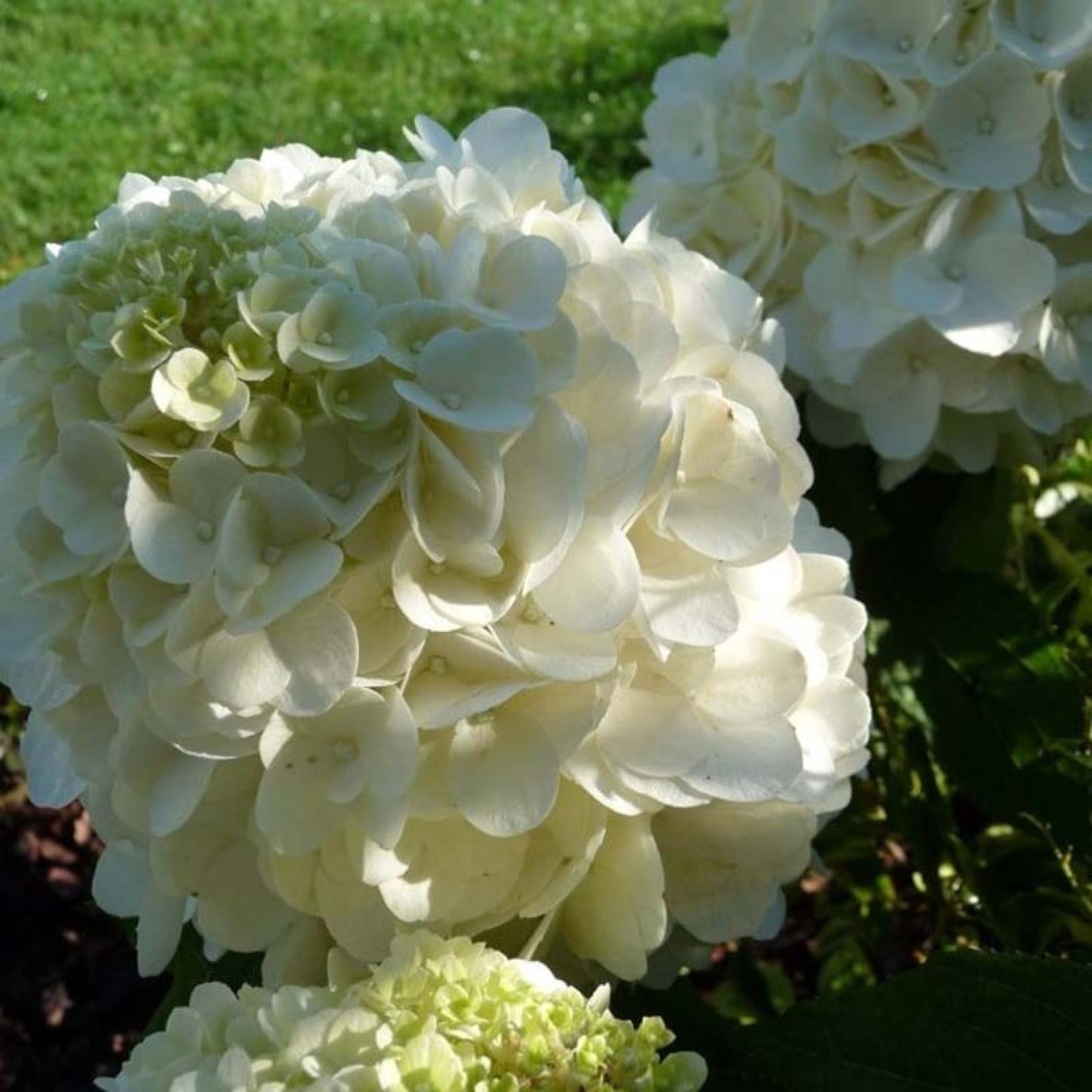 Hydrangea paniculata Magical Mont Blanc - Hortensia compact blanc pur