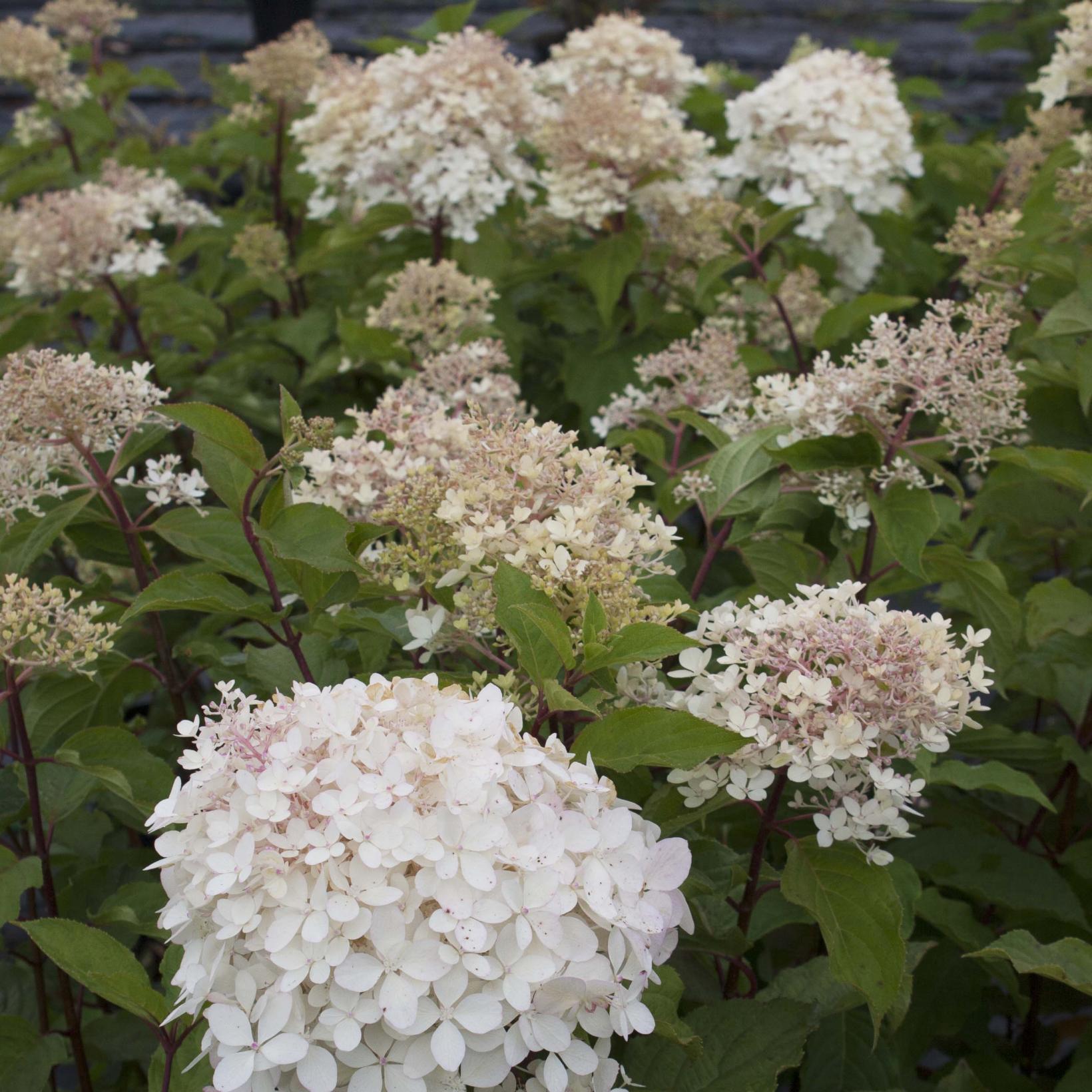 Hydrangea paniculata Phantom - Hortensia aux fleurs blanches géantes