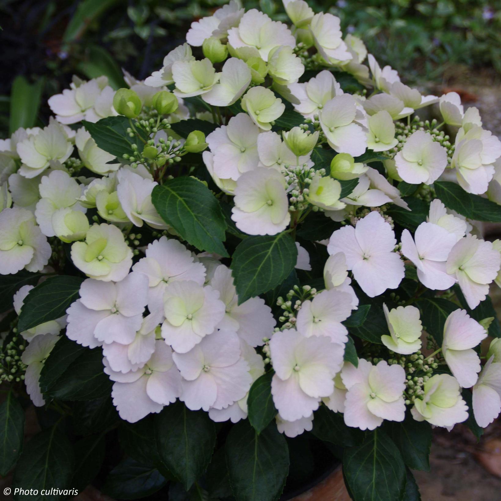 Hortensia Runaway Bride - Hydrangea à fleurs blanches le long de ses tiges