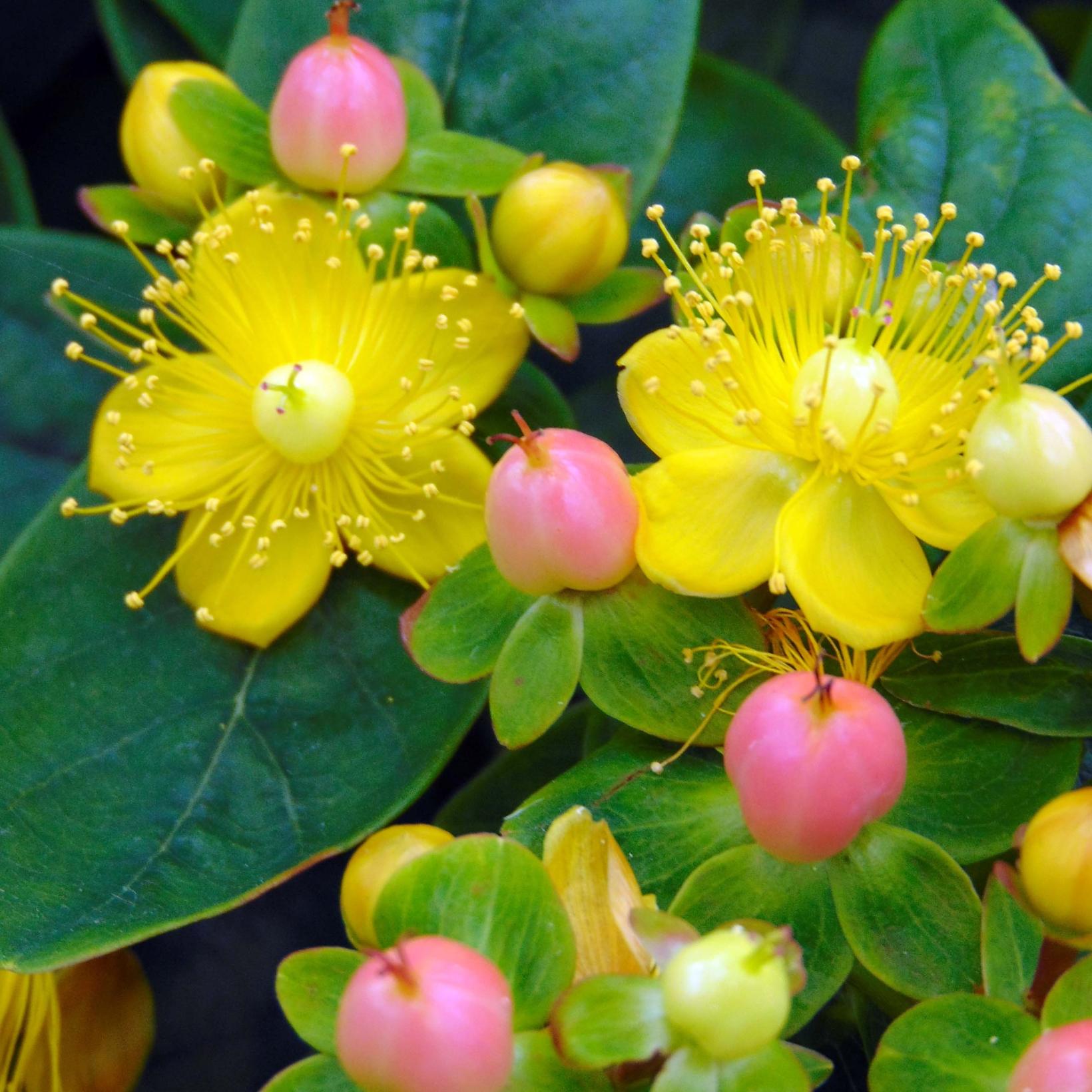 Millepertuis nain Magical Beauty - Hypericum inodorum aux fruits décoratifs