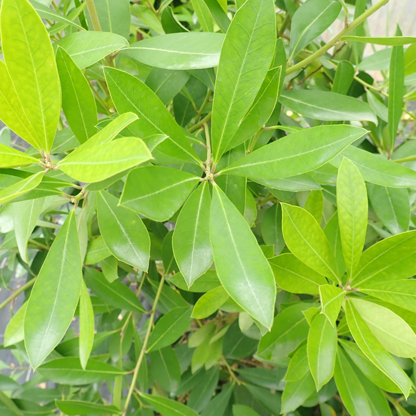 Yerba mate - Ilex paraguariensis - Thé du Paraguay - Arbuste persistant ...