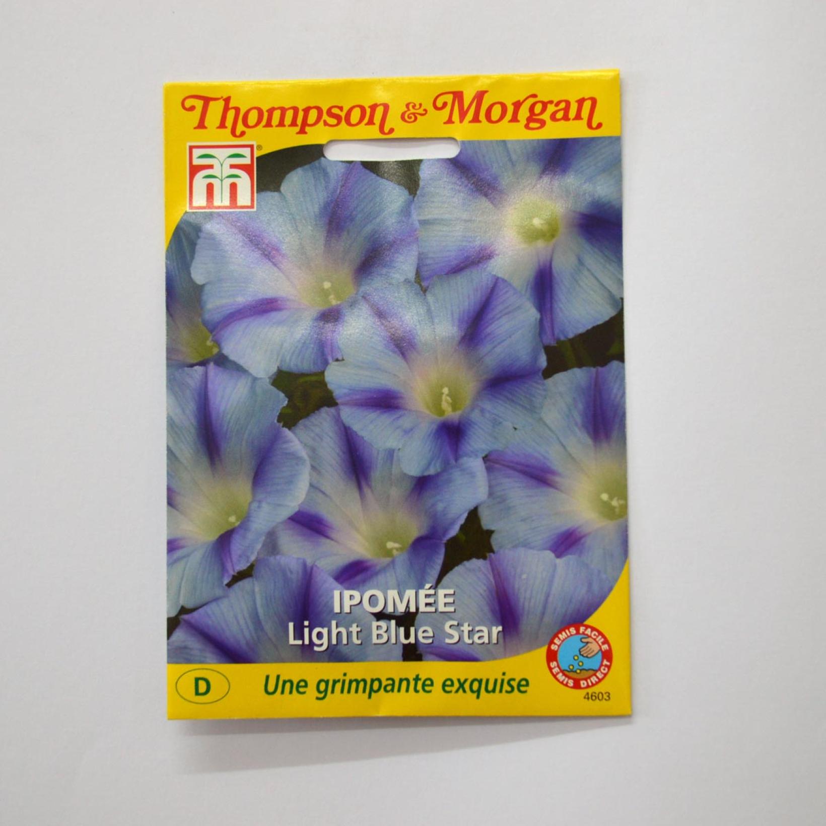 Ipomée Light Blue Star - Ipomoea purpurea - Ipomée volubilis - Ipomée ...