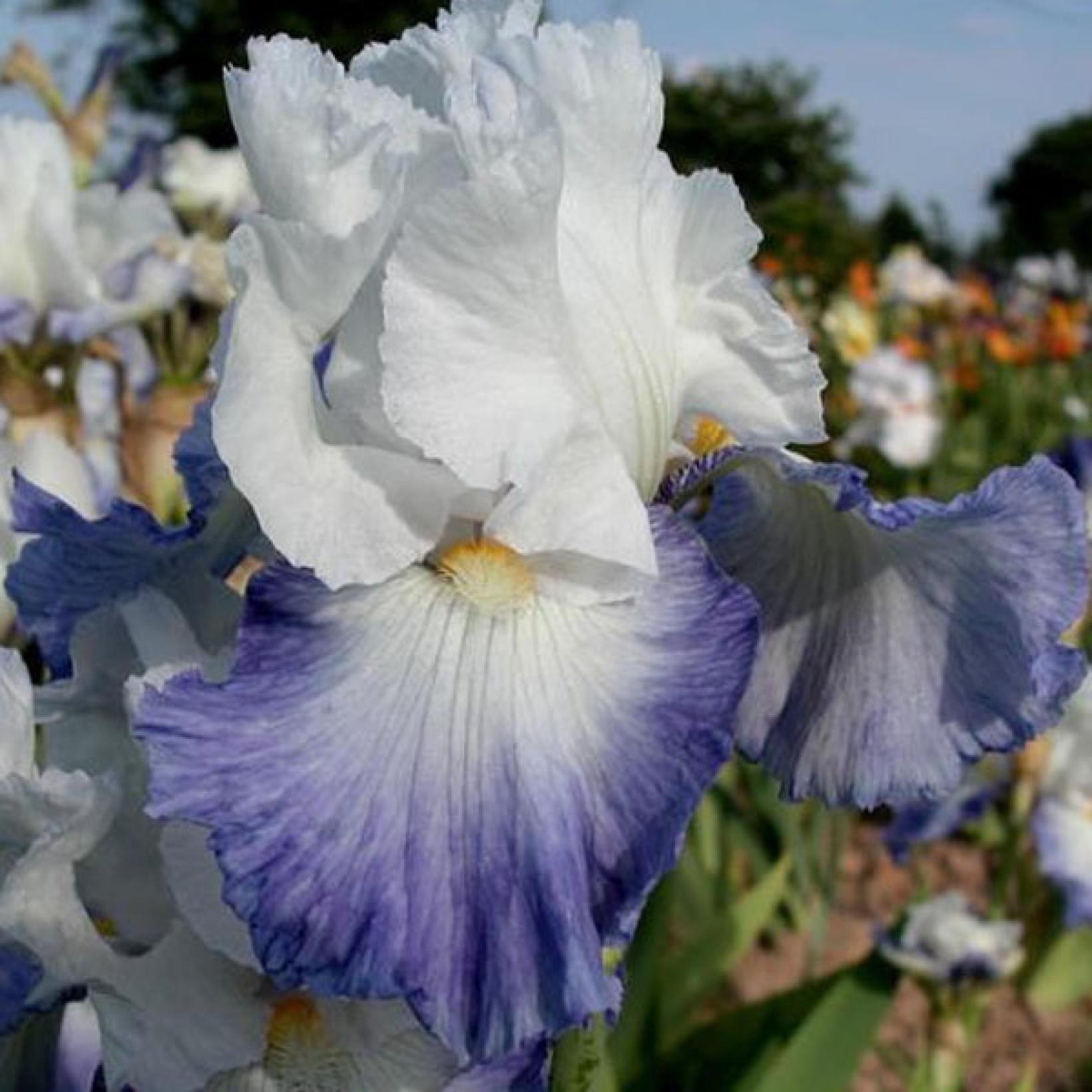 Iris germanica Alizes - Un Iris des Jardins blanc et bleu à barbe jaune.