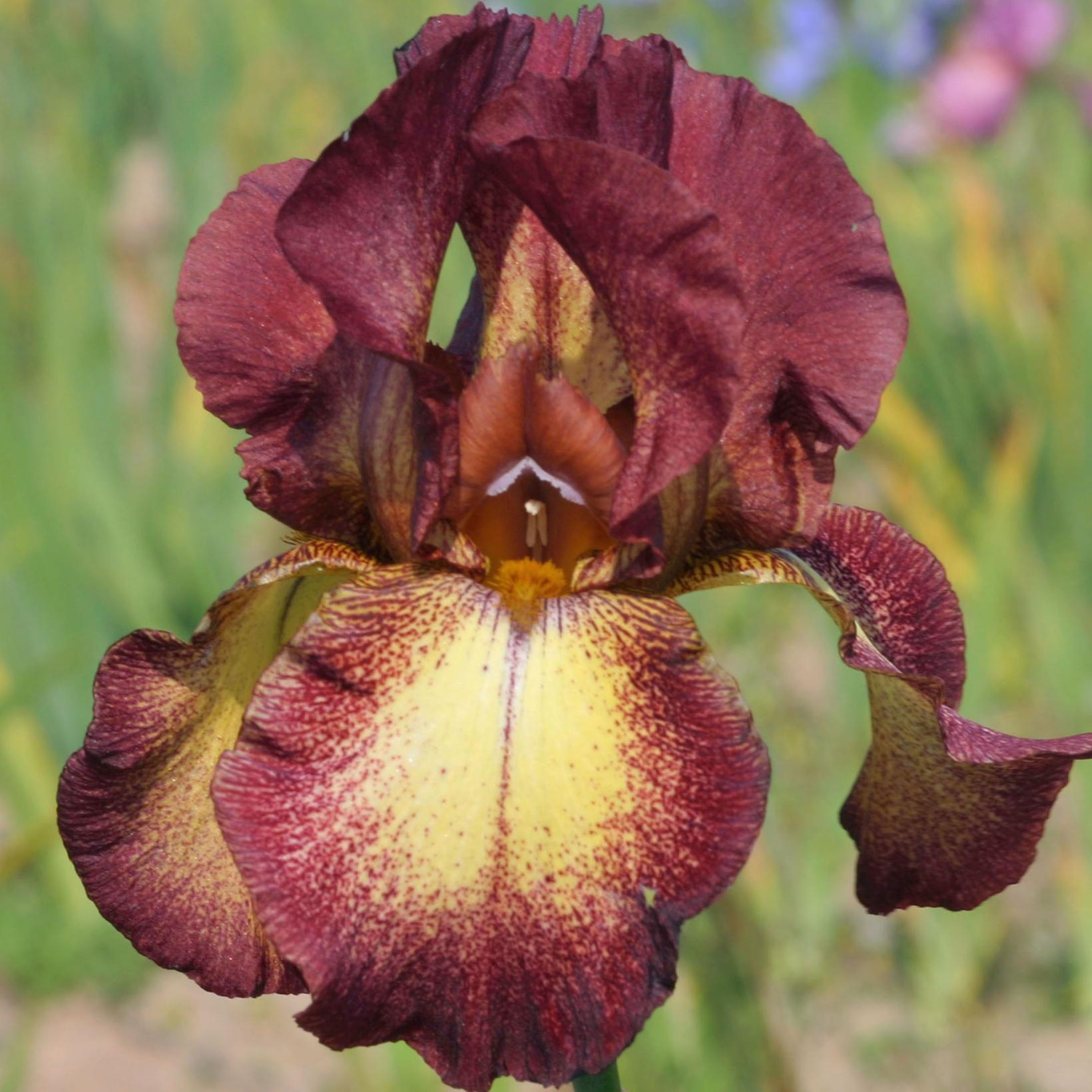 Iris germanica Provençal - Iris des Jardins rouge bordeaux et jaune ...