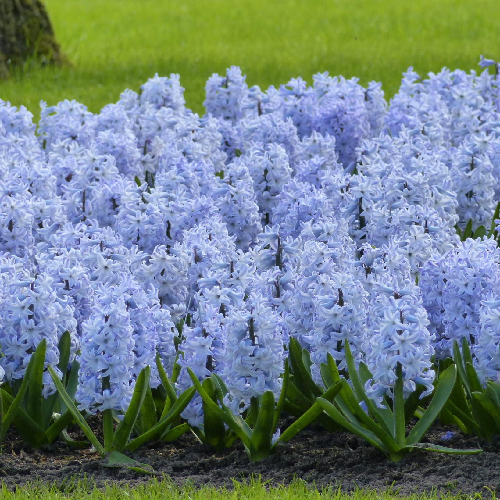 Jacinthe Blue Eyes bleu clair - Hyacinthus (x) orientalis - Superbe épi ...