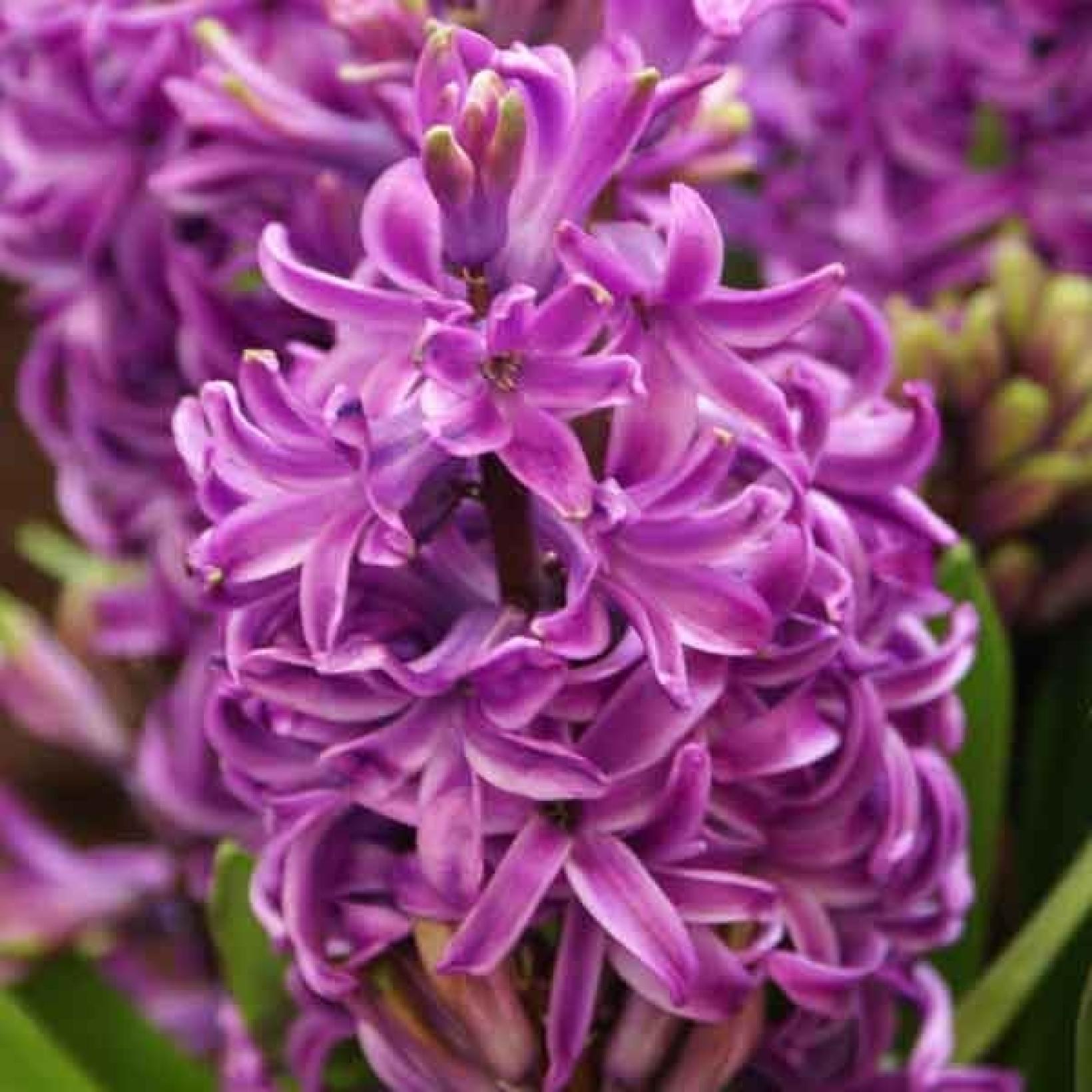 Jacinthe Purple Sensation - Hyacinthus orientalis - Bulbe à fleurs ...