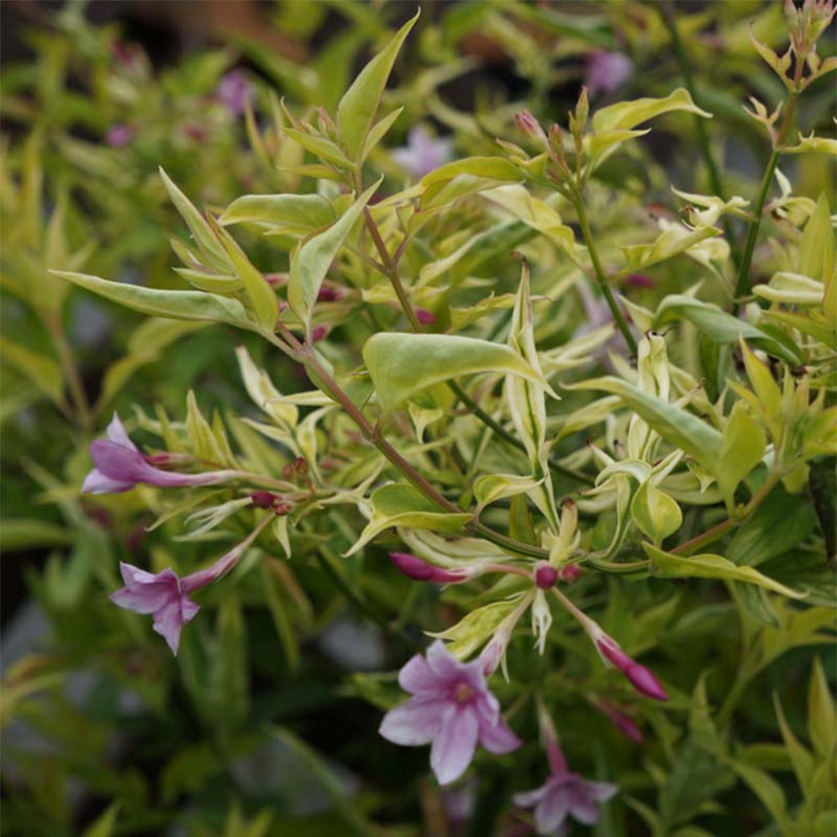 Jasminum x stephanense - Jasmin stéphanois - Hybride à fleurs roses ...