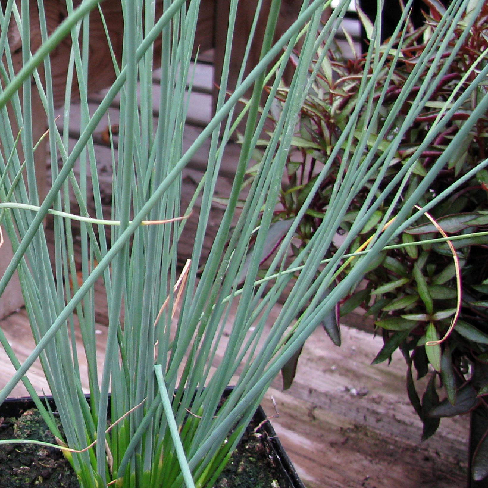 Juncus inflexus Blue Arrows - Jonc glauque à feuillage gris bleuté