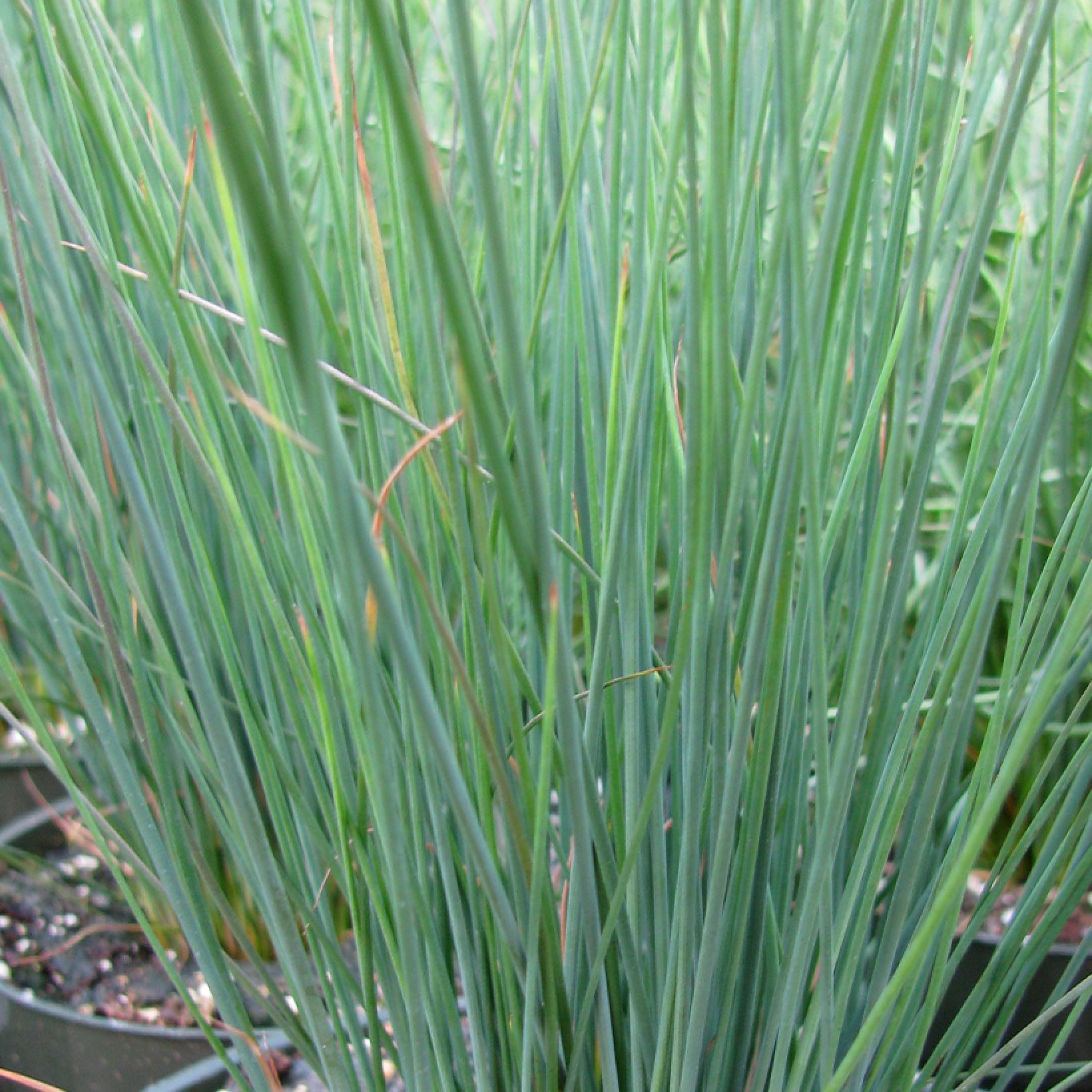 Juncus inflexus Blue Arrows - Jonc glauque à feuillage gris bleuté