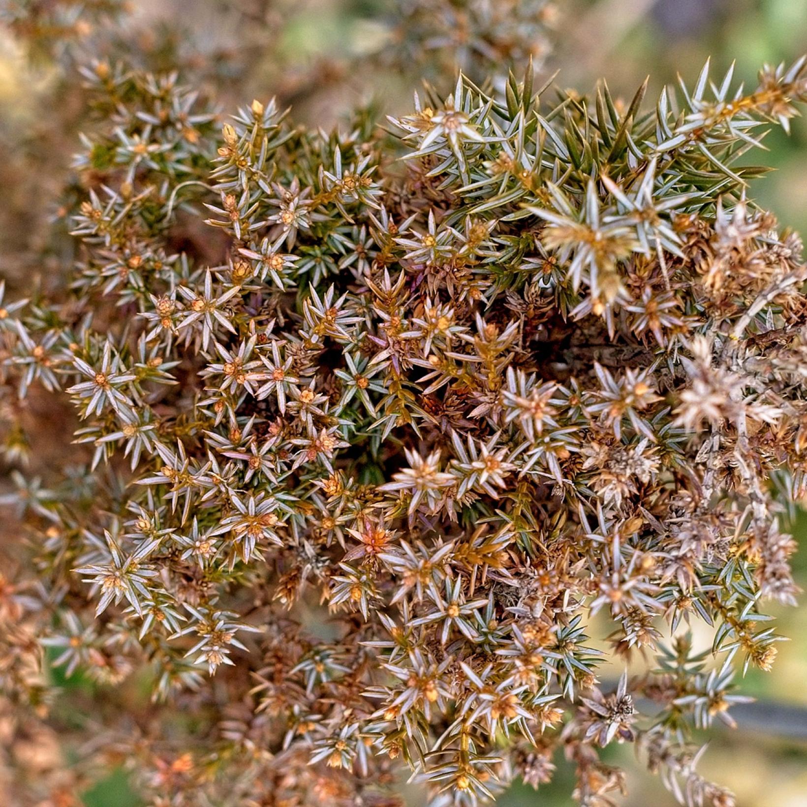 Juniperus communis Hibernica - Genévrier commun, conifère colonnaire ...