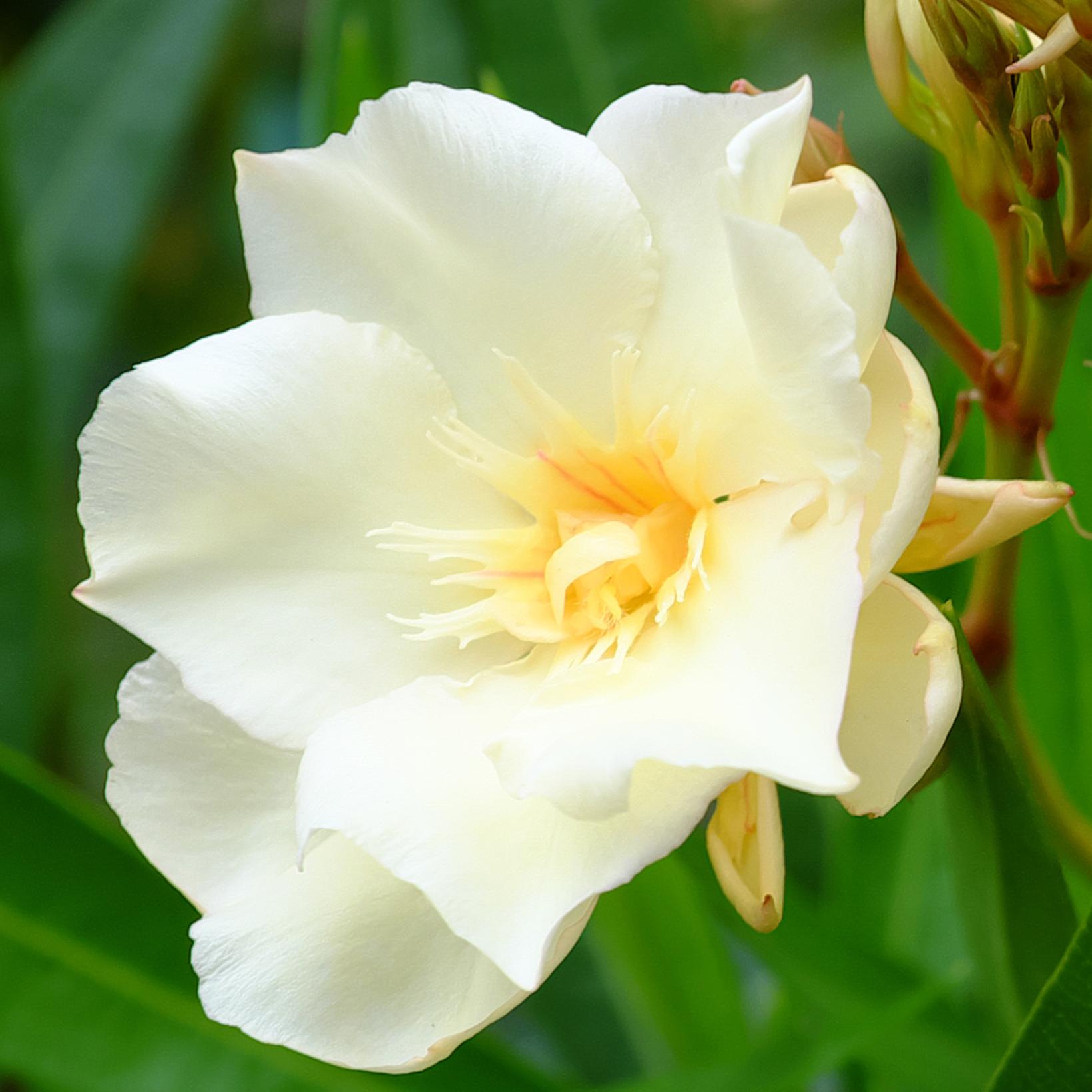 Laurier rose Luteum Plenum - Nerium oleander - Arbuste persistant à ...