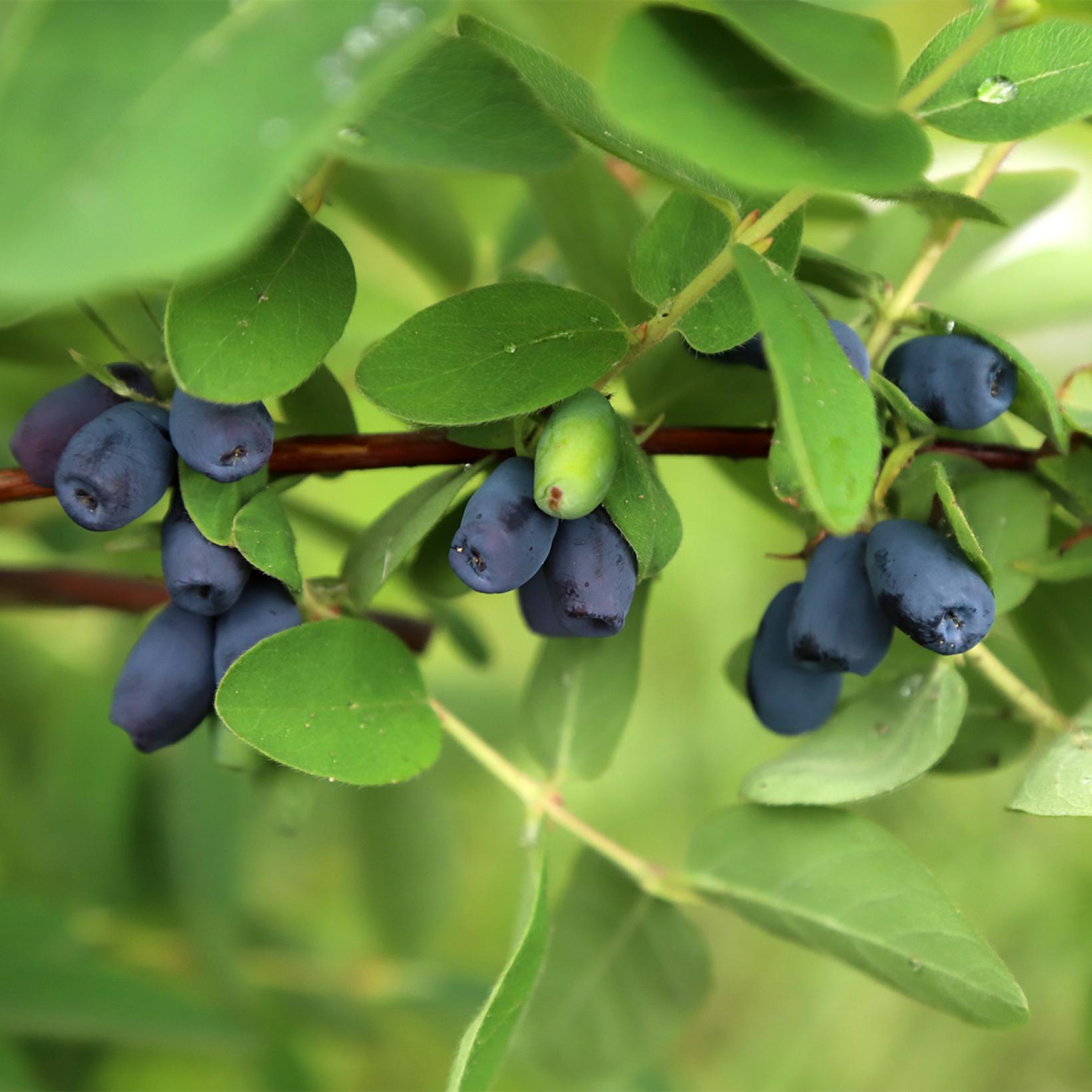 Lonicera caerulea var. kamtschatica Blue Velvet - Baie de mai ou ...