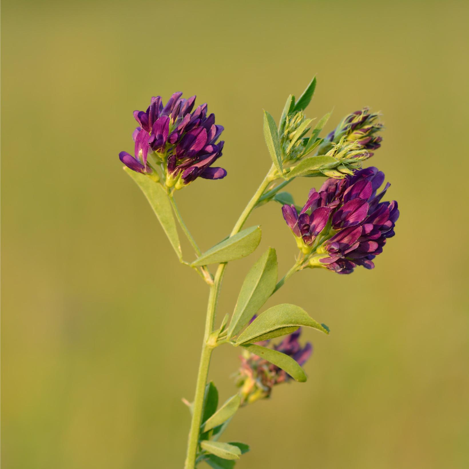 Luzerne - Medicago sativa - Plante fourragère ou Engrais vert, plante ...