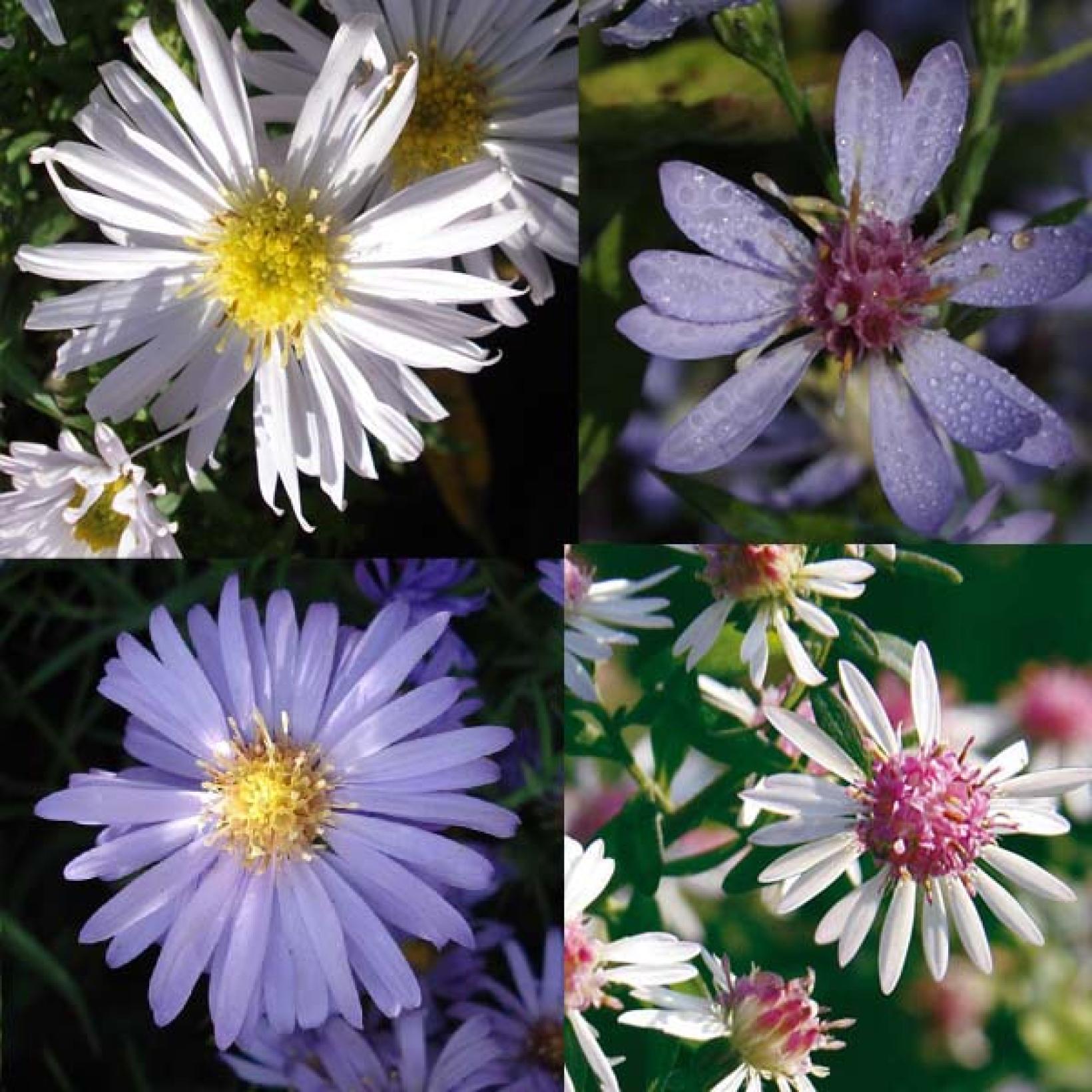 Massif Asters - Une sélection des variétés incontournables