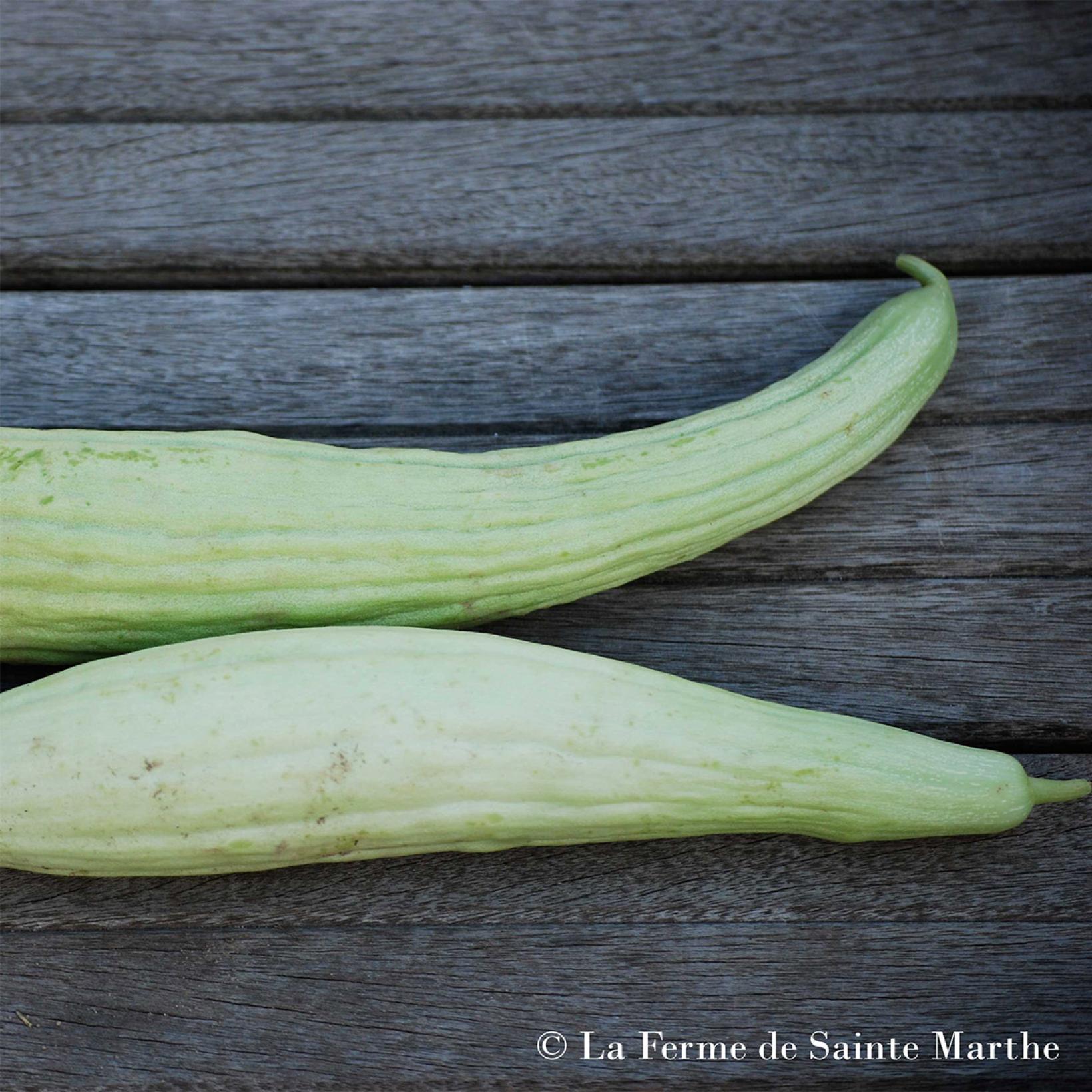Melon Concombre Arménien Bio - Ferme de Sainte Marthe - Cucumis melo ...